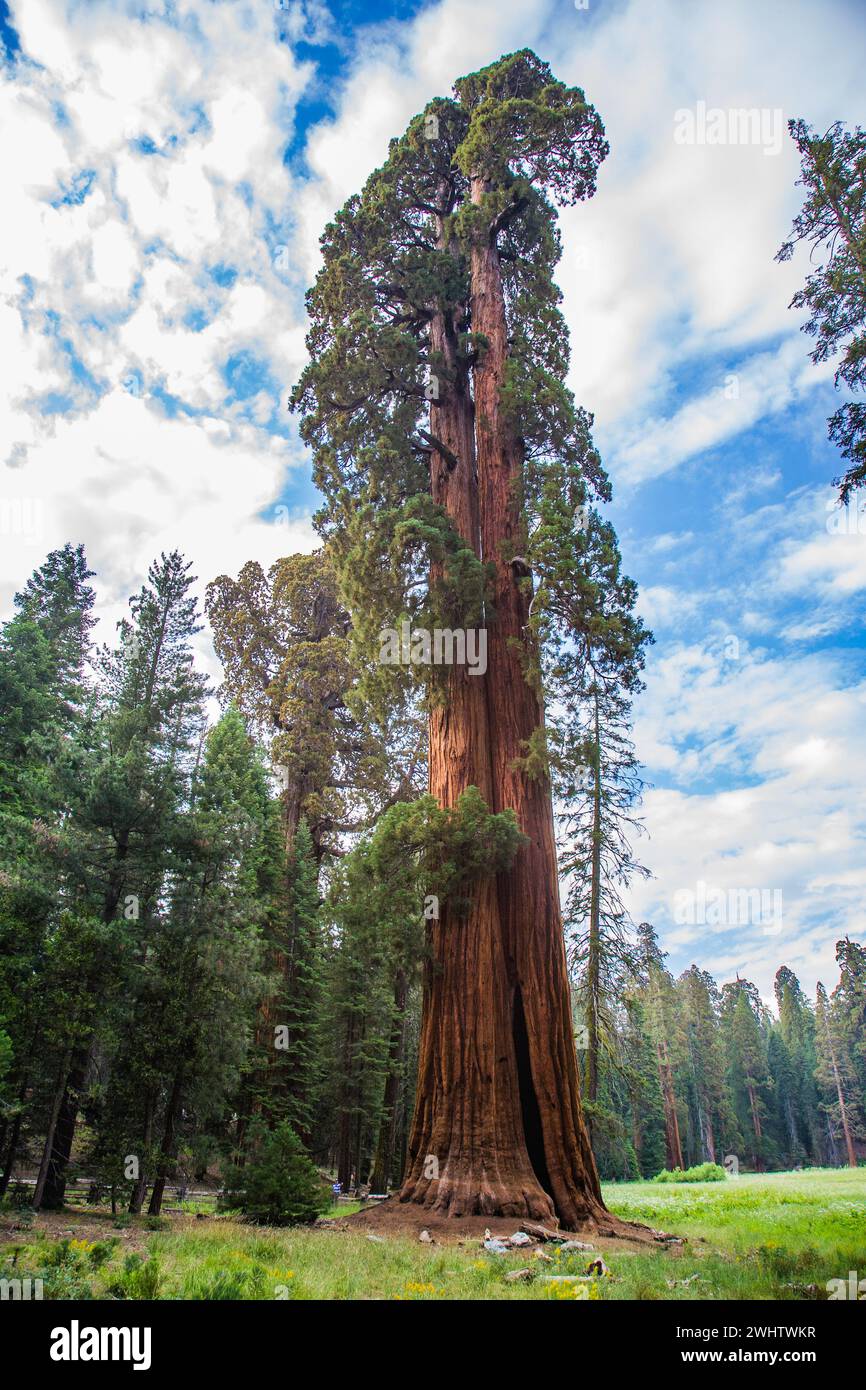 tall and big sequoias in beautiful sequoia national park, USA Stock ...