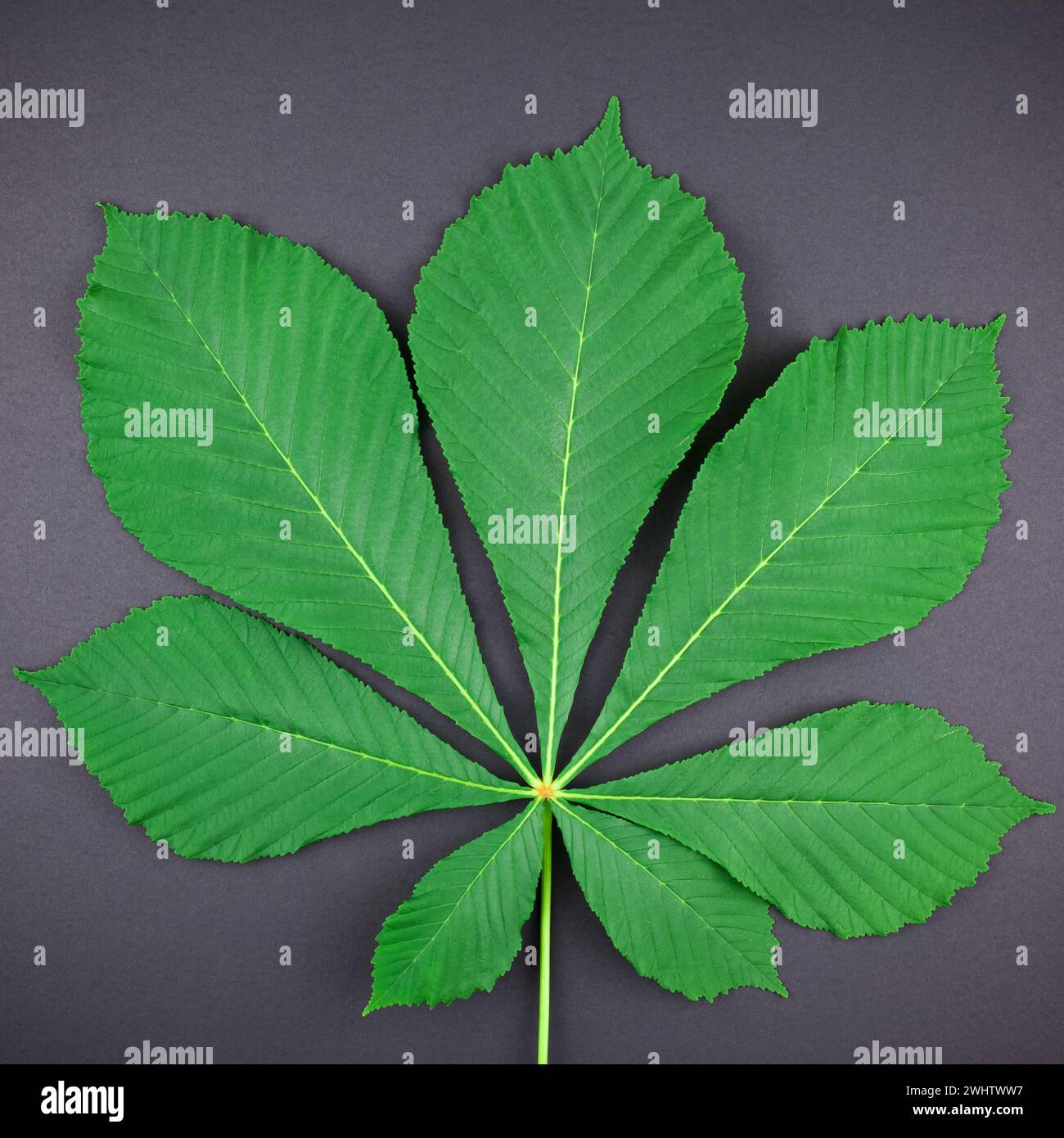 Chestnut wallpaper hi-res stock photography and images - Alamy