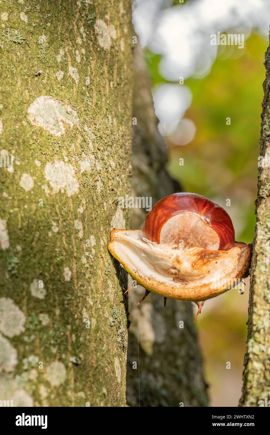 Horse chestnut fruits on tree hi-res stock photography and images - Alamy