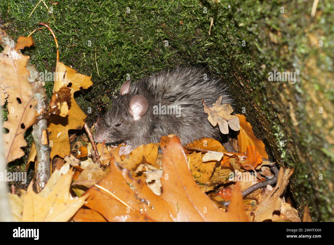 Closeup on a furry and wed black rat, Rattus rattus, hiding from the ...