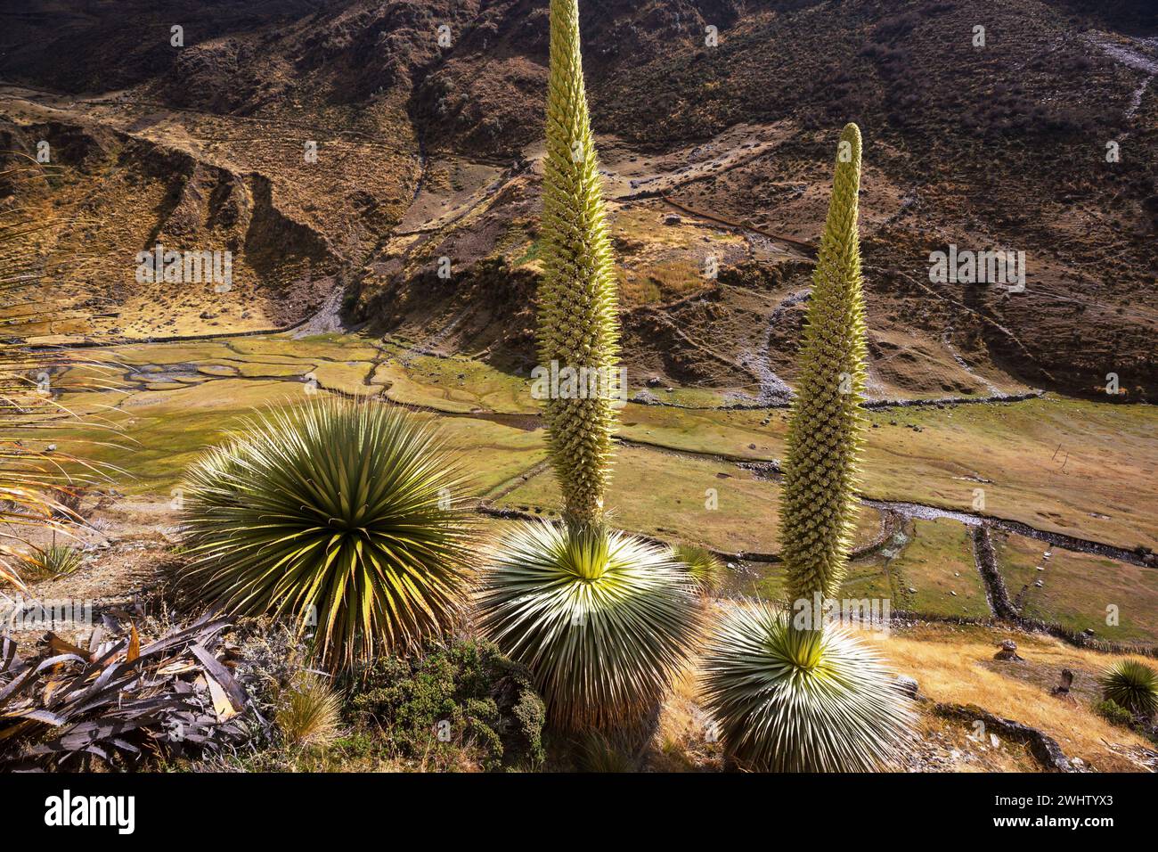 Puya raimondii queen andes hi-res stock photography and images - Alamy