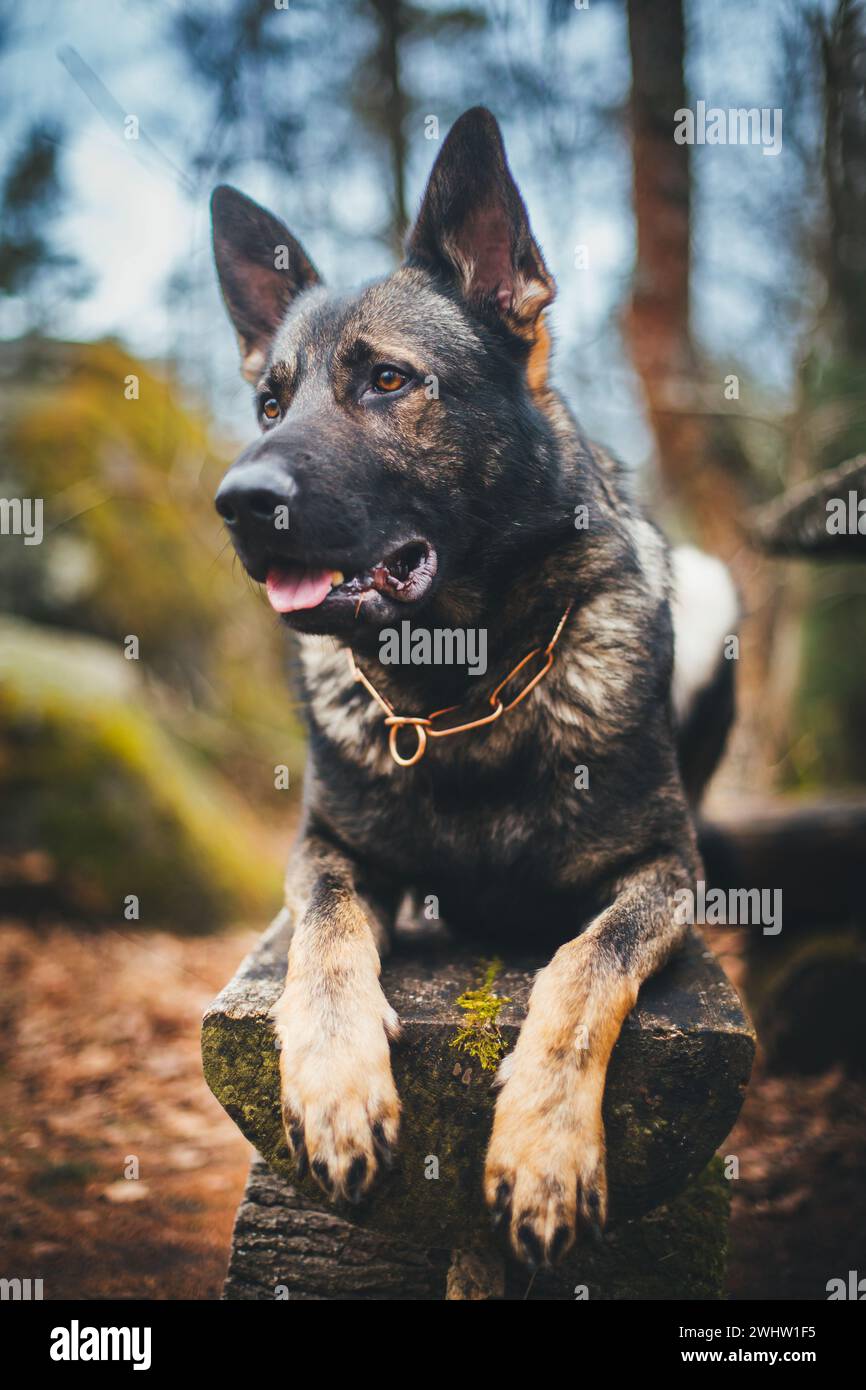 Working line German Shepherd Dog (Alsatian Stock Photo - Alamy