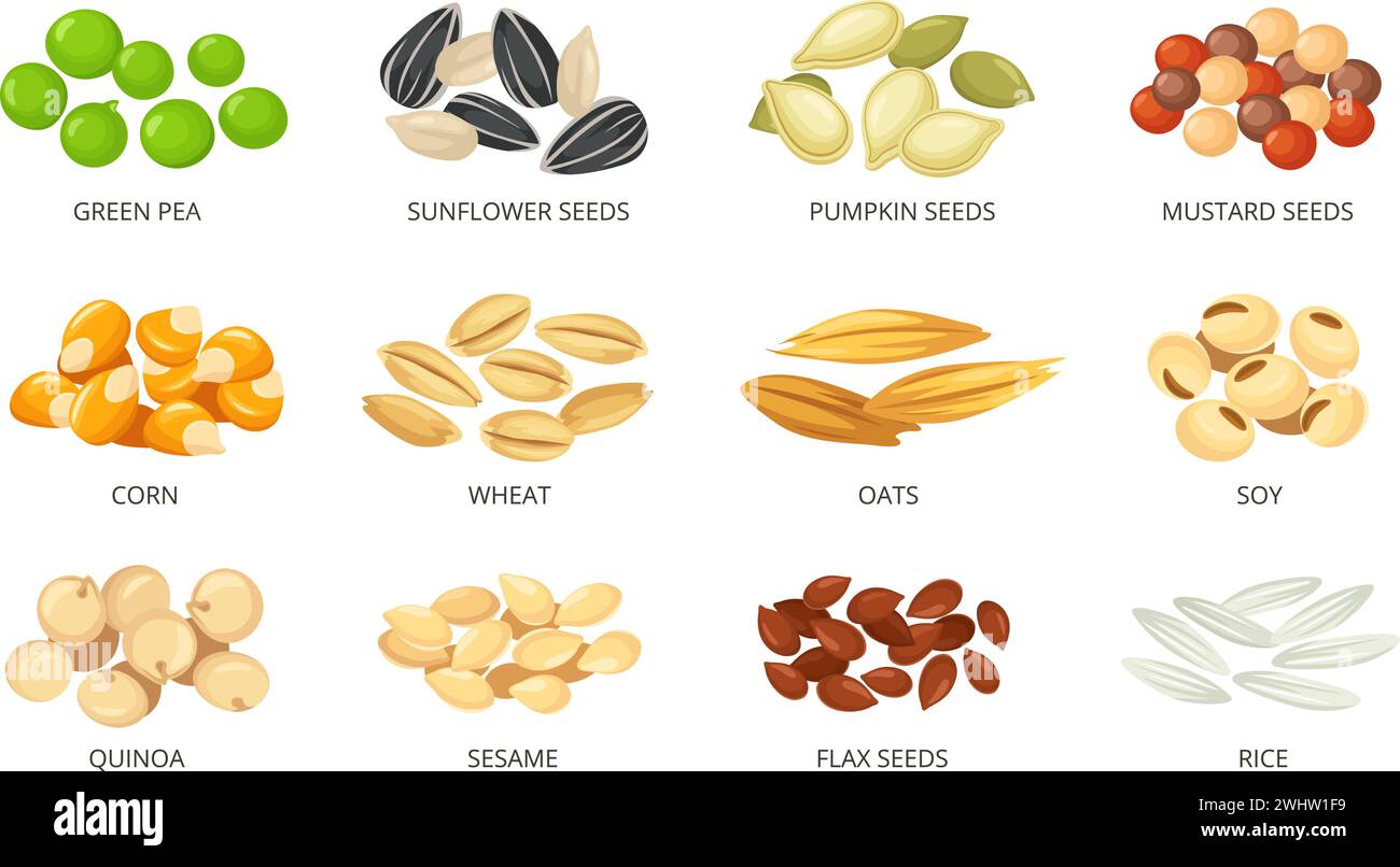 Cartoon plant seeds with labels. Food packaging icons for green pea, sunflower, pumpkin, mustard ...