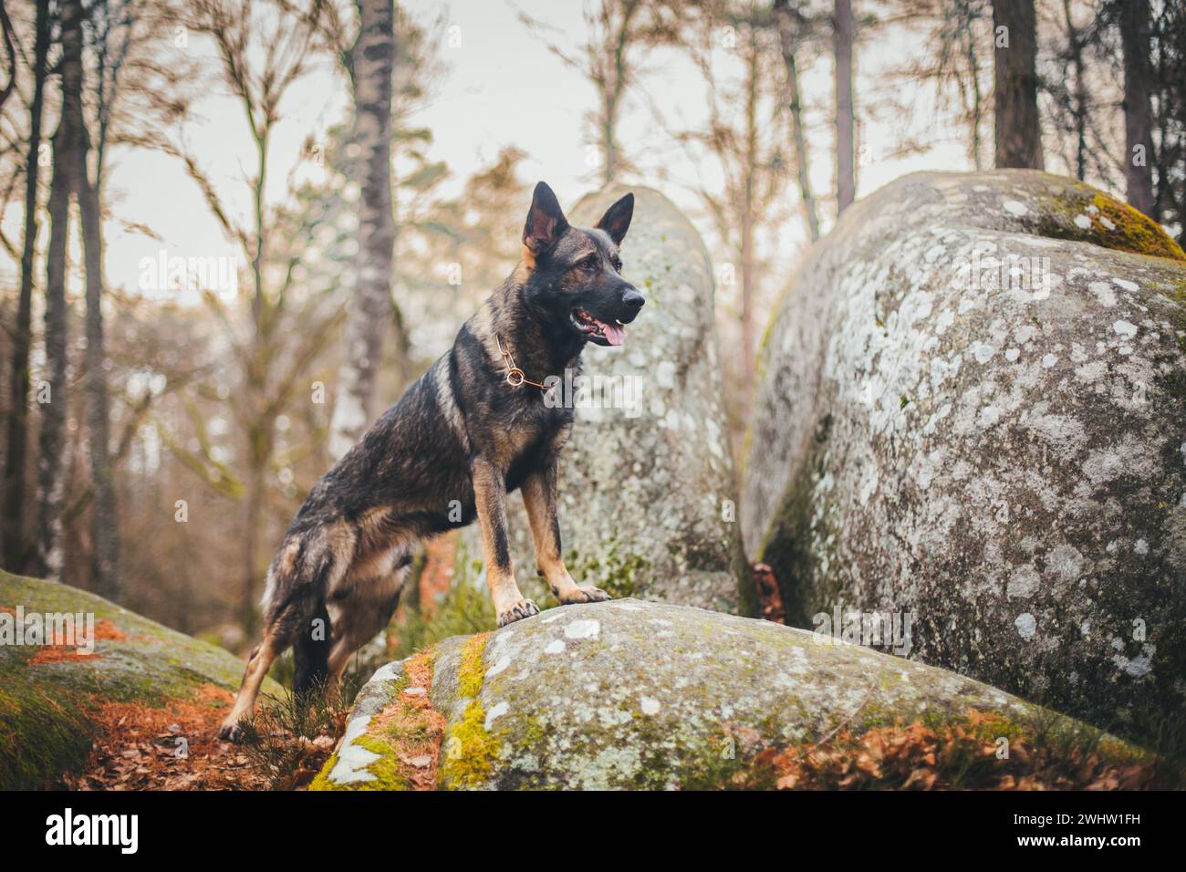 Working line German Shepherd Dog (Alsatian Stock Photo - Alamy