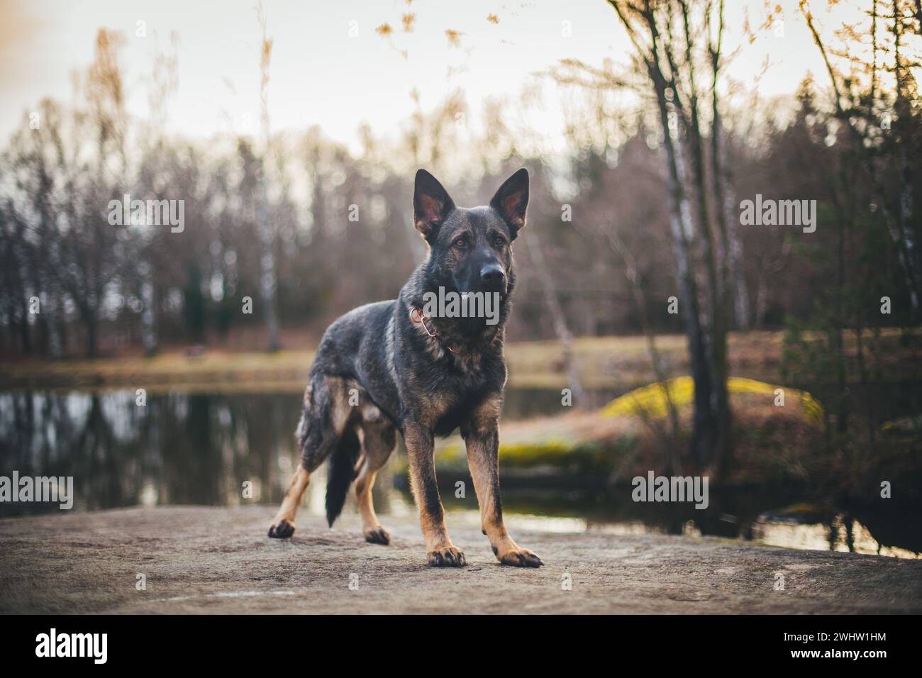Working line German Shepherd Dog (Alsatian Stock Photo - Alamy