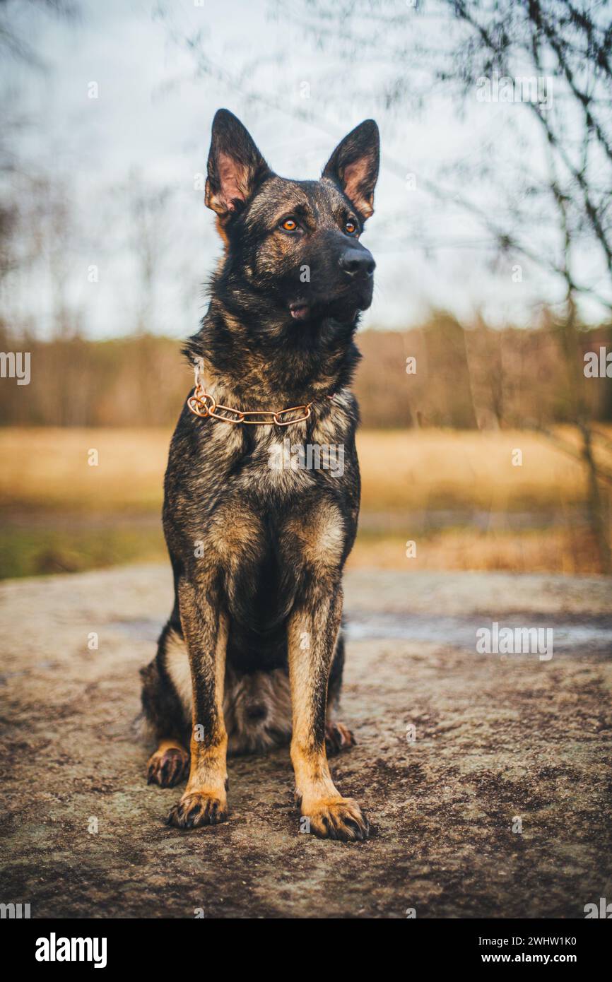 Working line German Shepherd Dog (Alsatian Stock Photo - Alamy