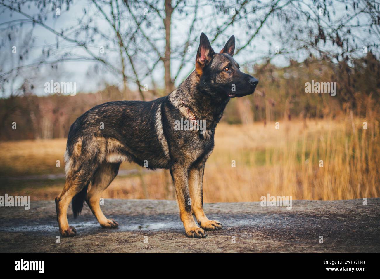 Working line German Shepherd Dog (Alsatian Stock Photo - Alamy