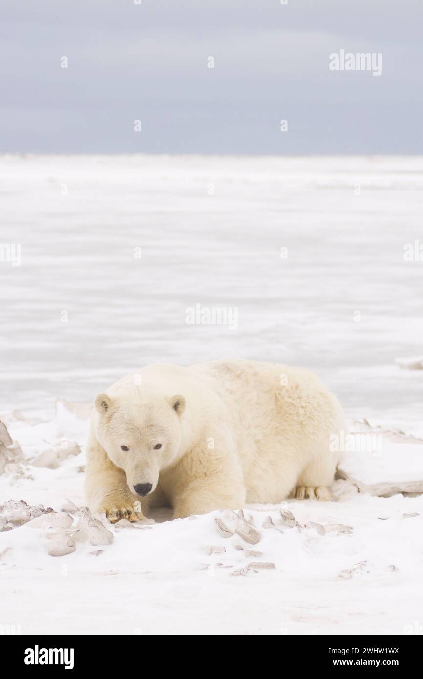 polar bear, Ursus maritimus, sow along a barrier island on the Arctic ...