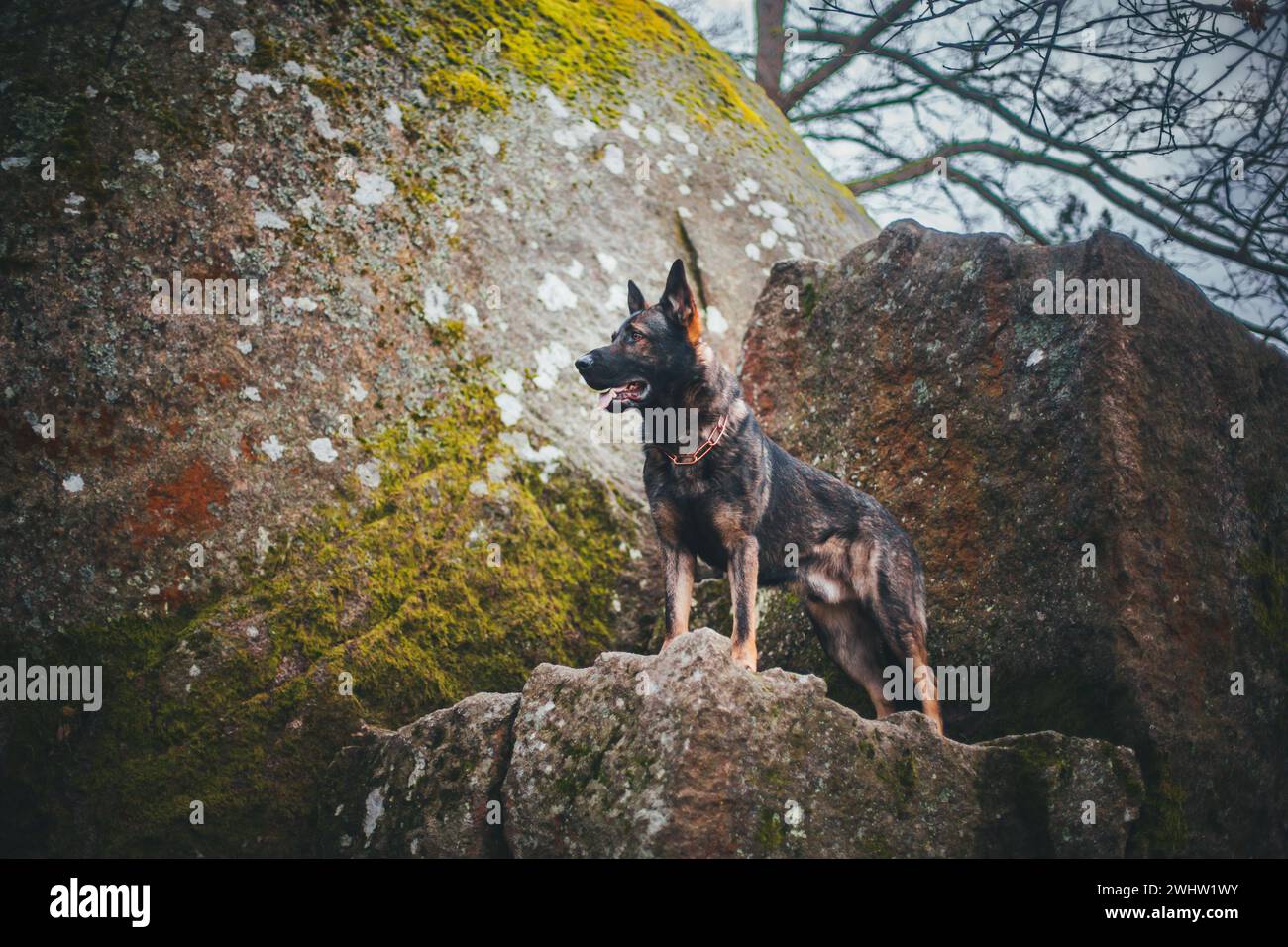 Working line German Shepherd Dog (Alsatian Stock Photo - Alamy