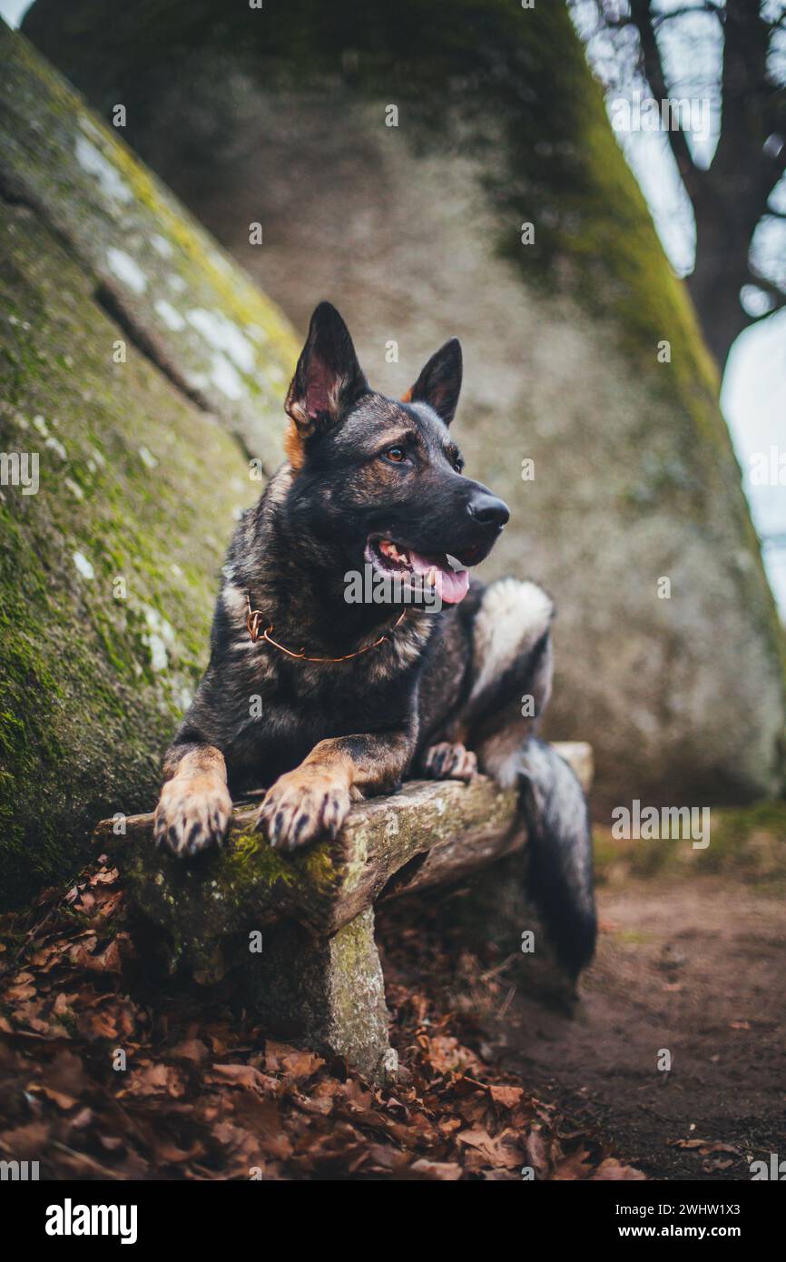 Working line German Shepherd Dog (Alsatian Stock Photo - Alamy