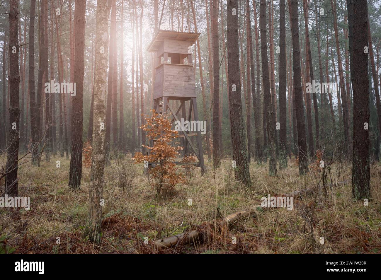 Photo of a deer hunting tower in a forest Stock Photo - Alamy
