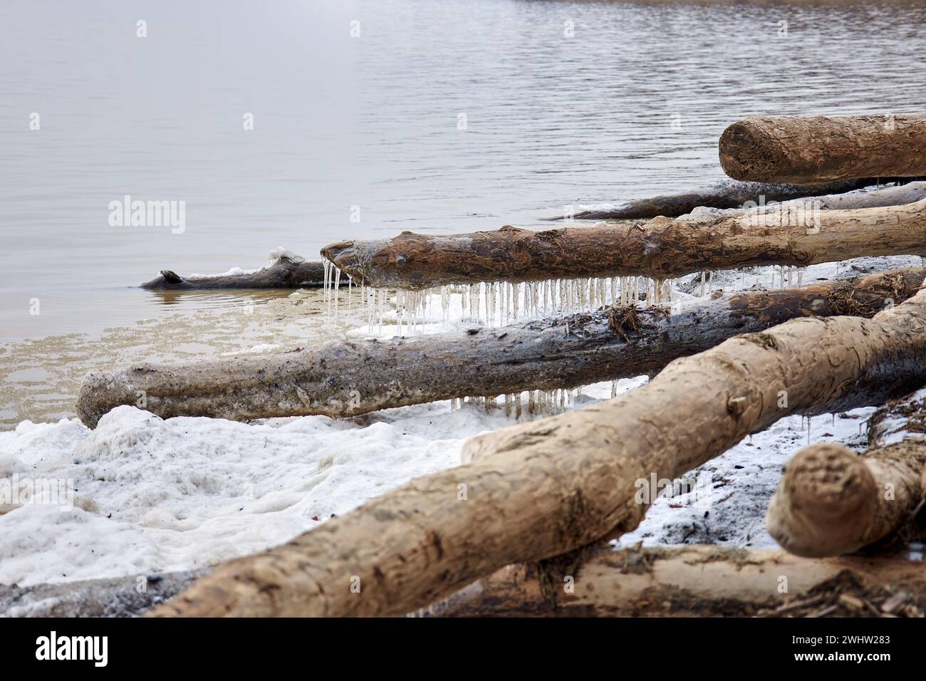 Driftwood frozen on the seashore, tree trunks covered with snow and ice ...