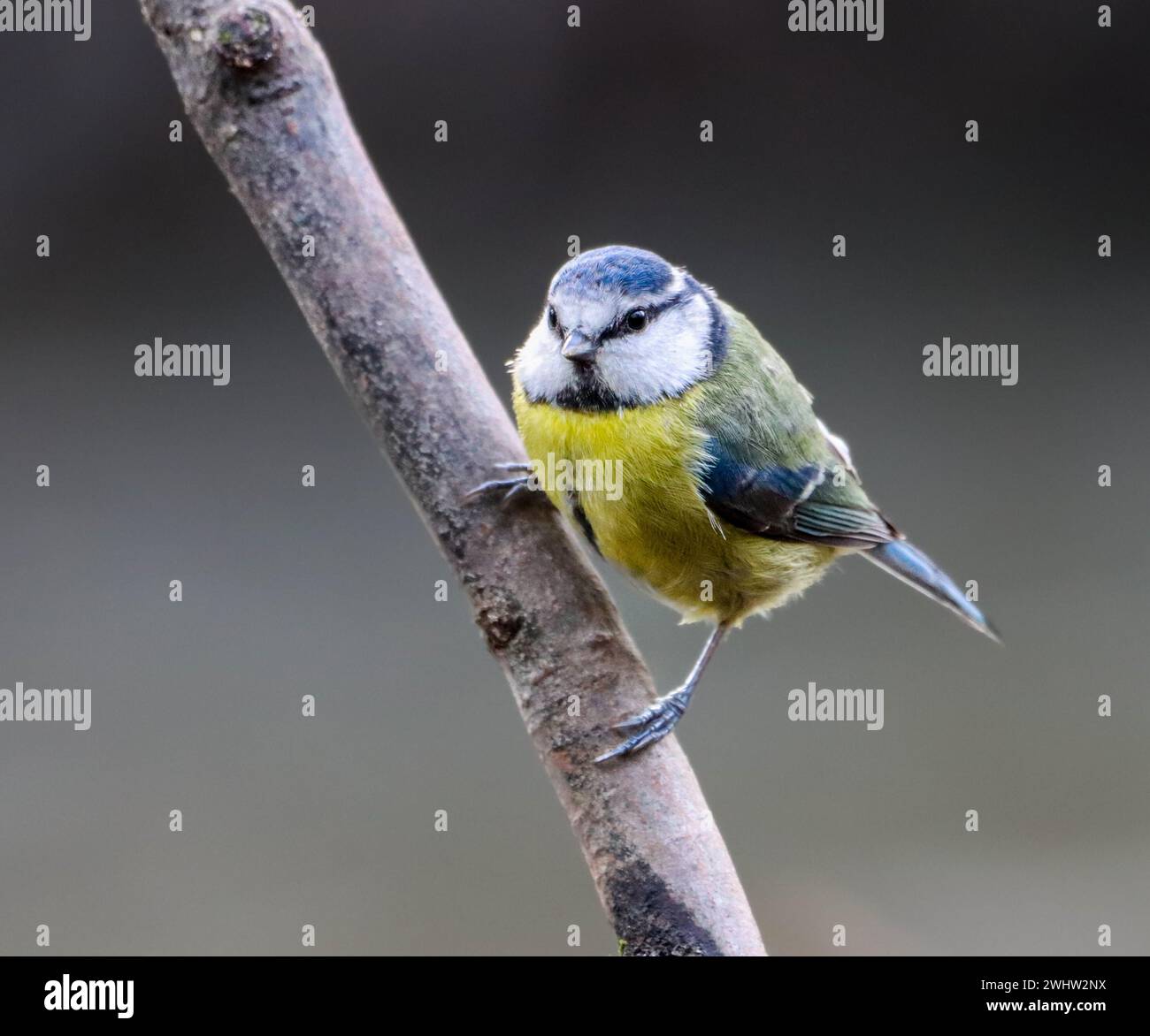 Perches bird hi-res stock photography and images - Alamy