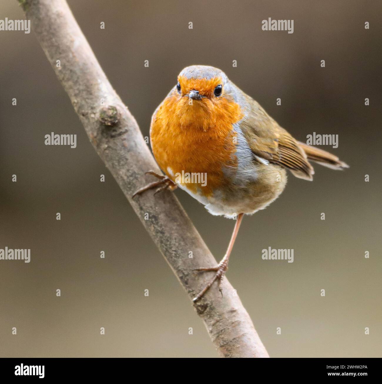 Small bird perched on branch, facing away from camera Stock Photo - Alamy