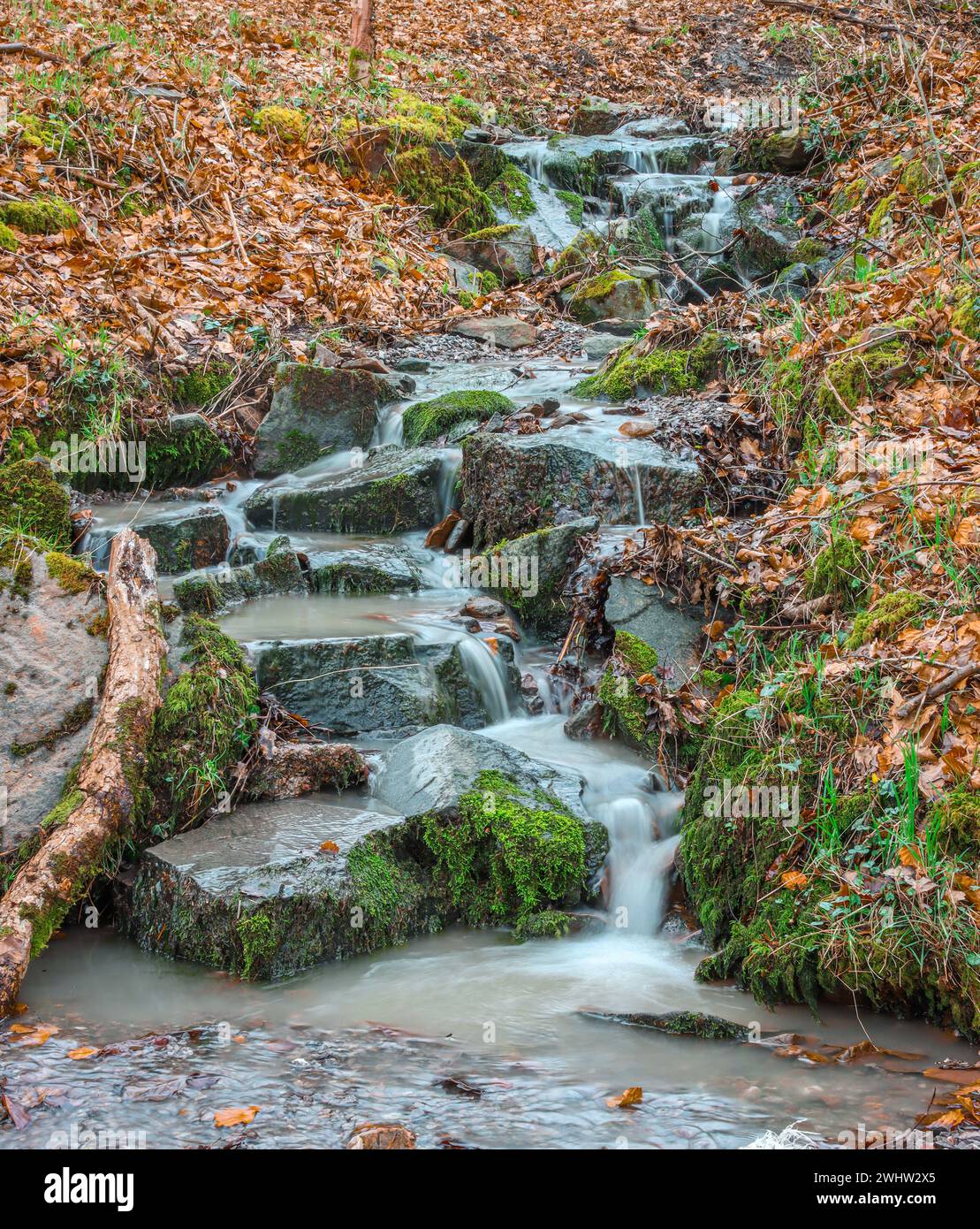 Colorful forest hi-res stock photography and images - Alamy