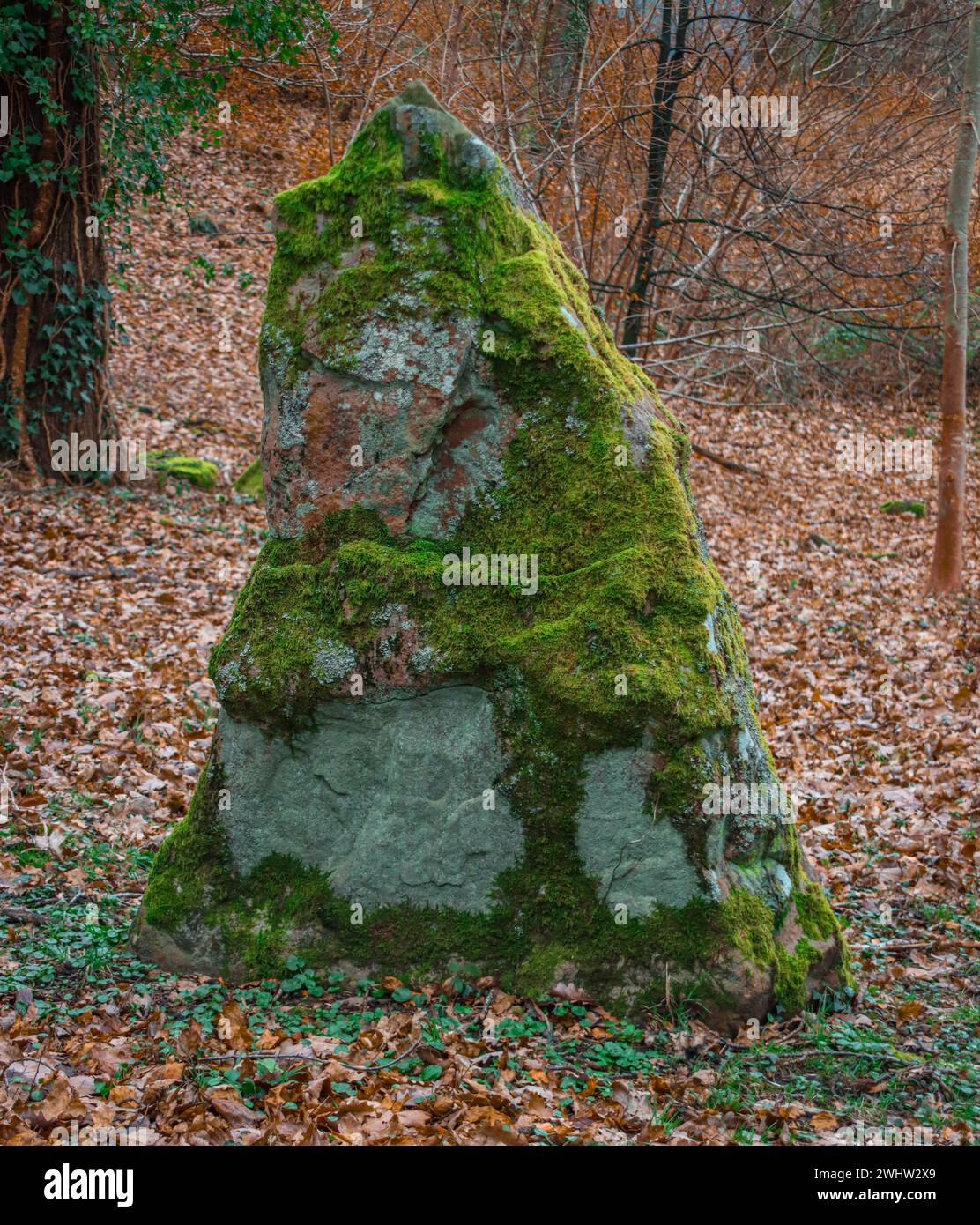 Moss-covered boulder nestled amidst lush woodland Stock Photo - Alamy