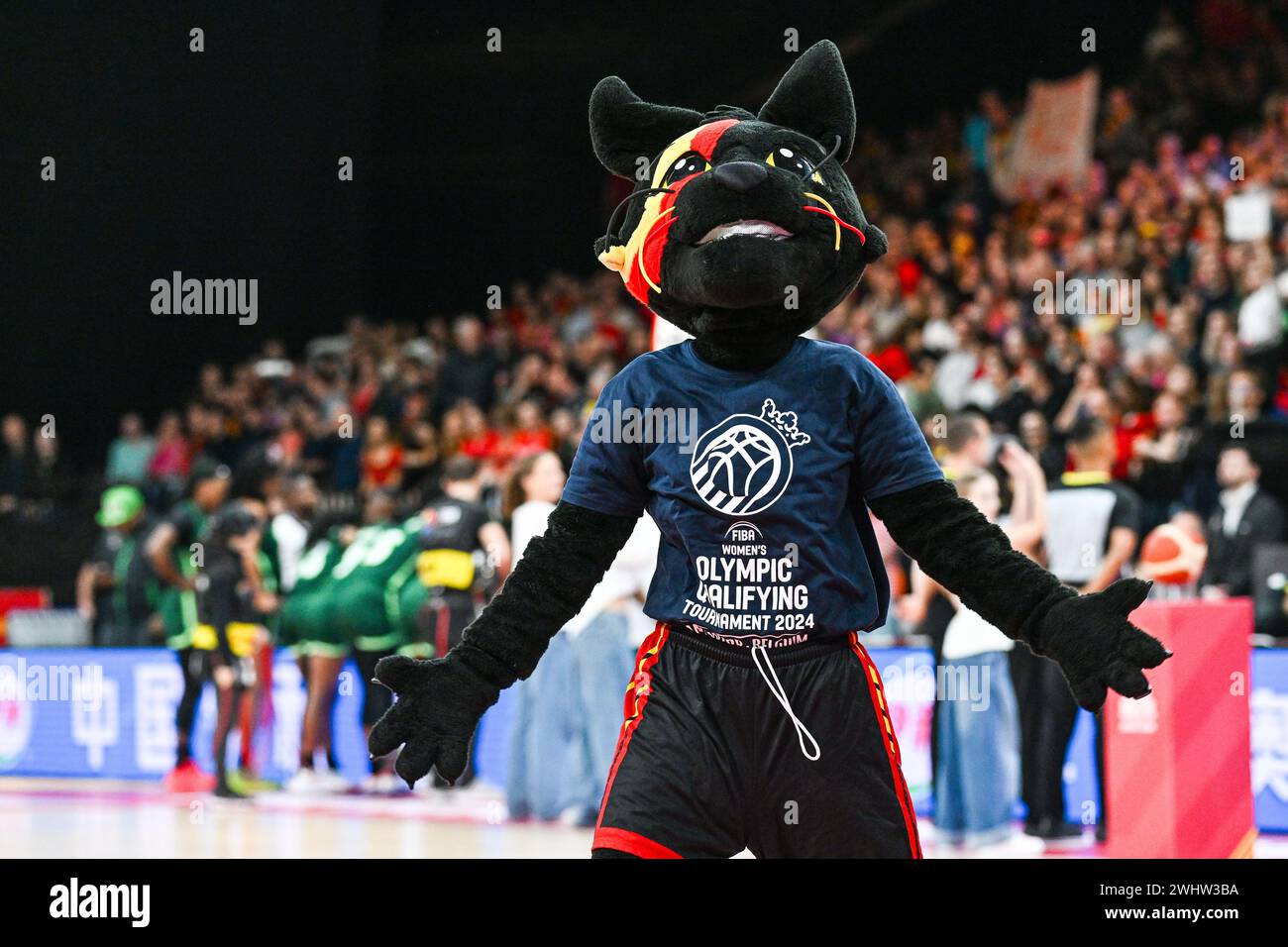 Antwerp, Belgium. 11th Feb, 2024. Mascotte Belgian cats during a ...
