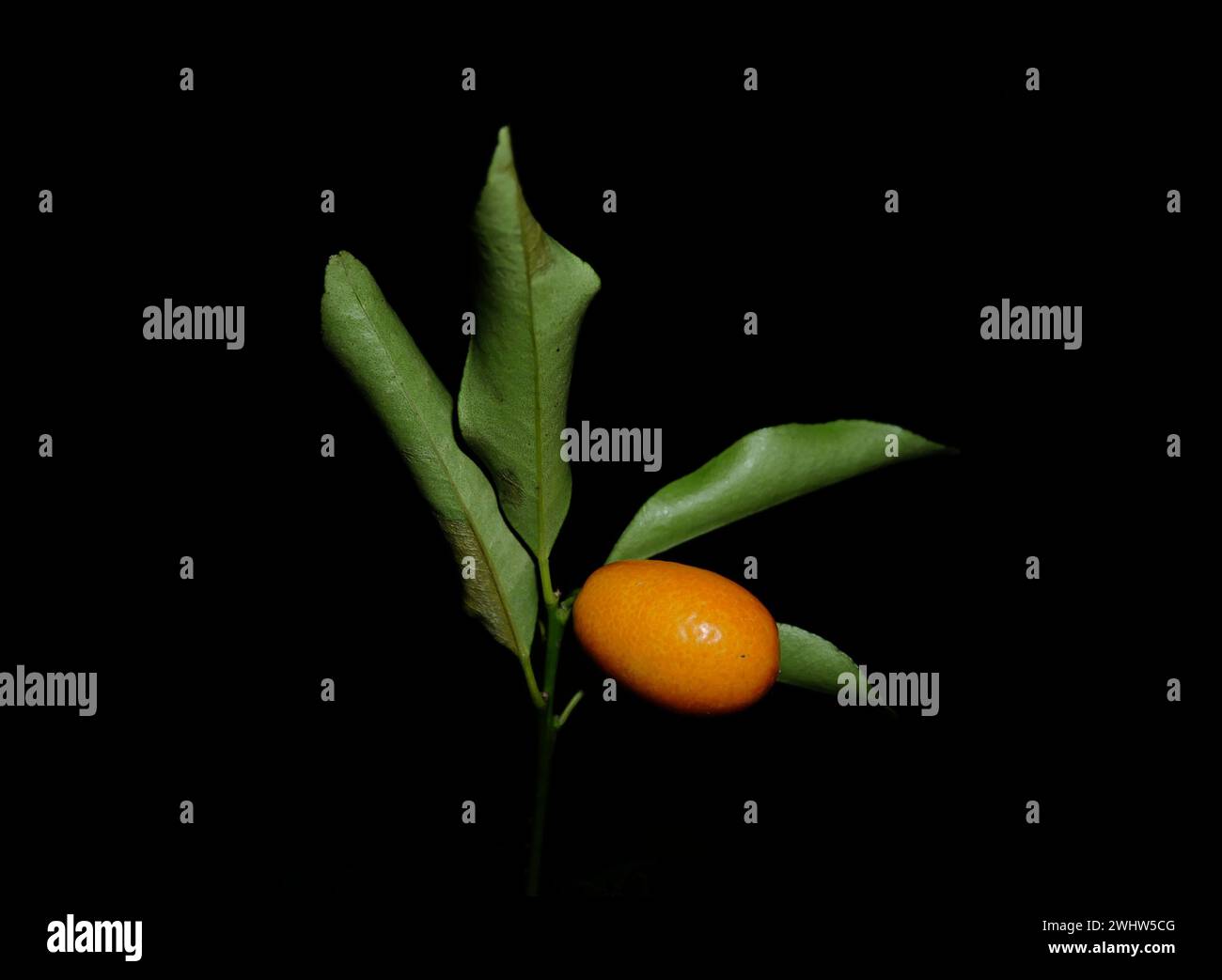 Chinese kumquat hi-res stock photography and images - Alamy