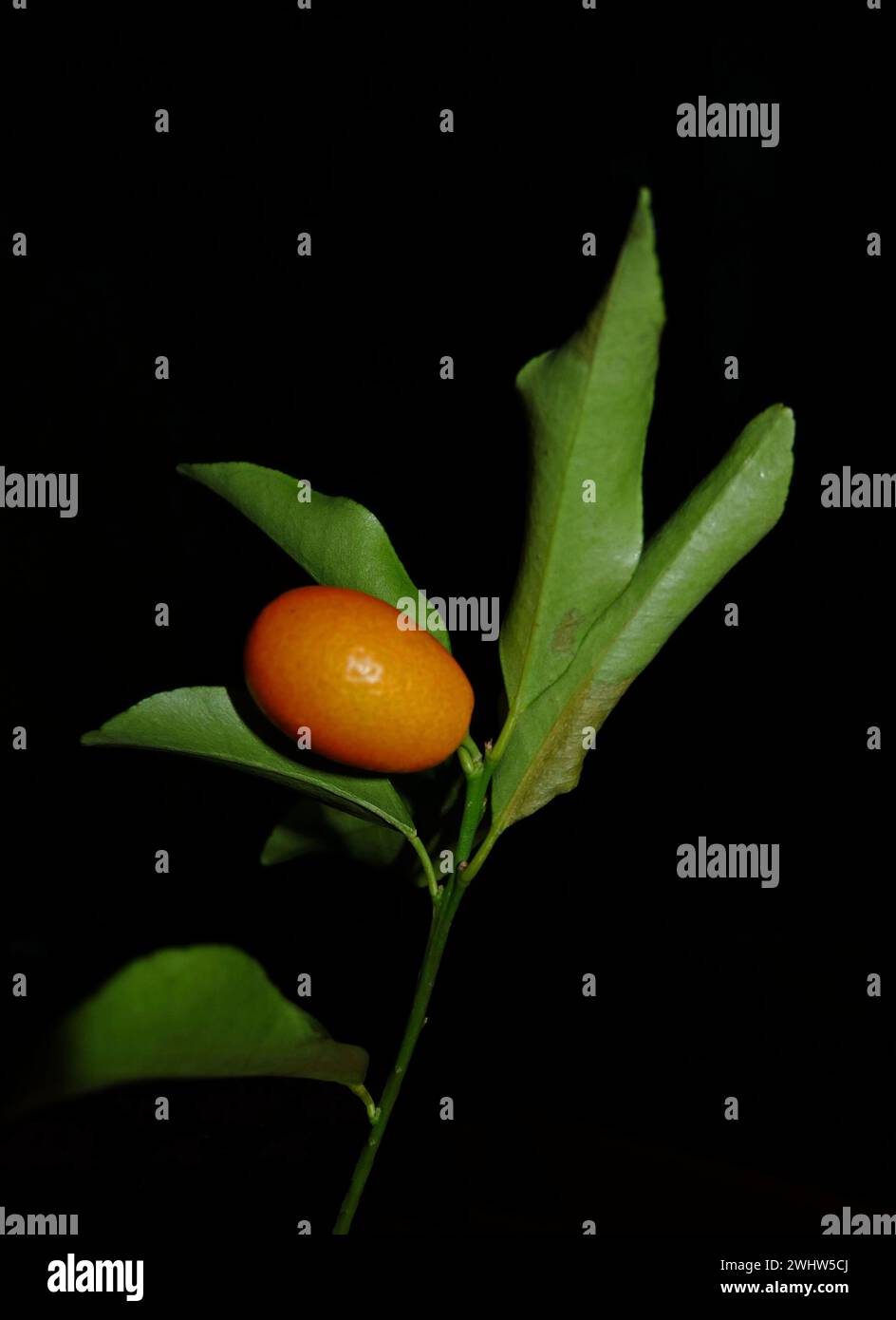 Fortunella margarita kumquat hi-res stock photography and images - Alamy