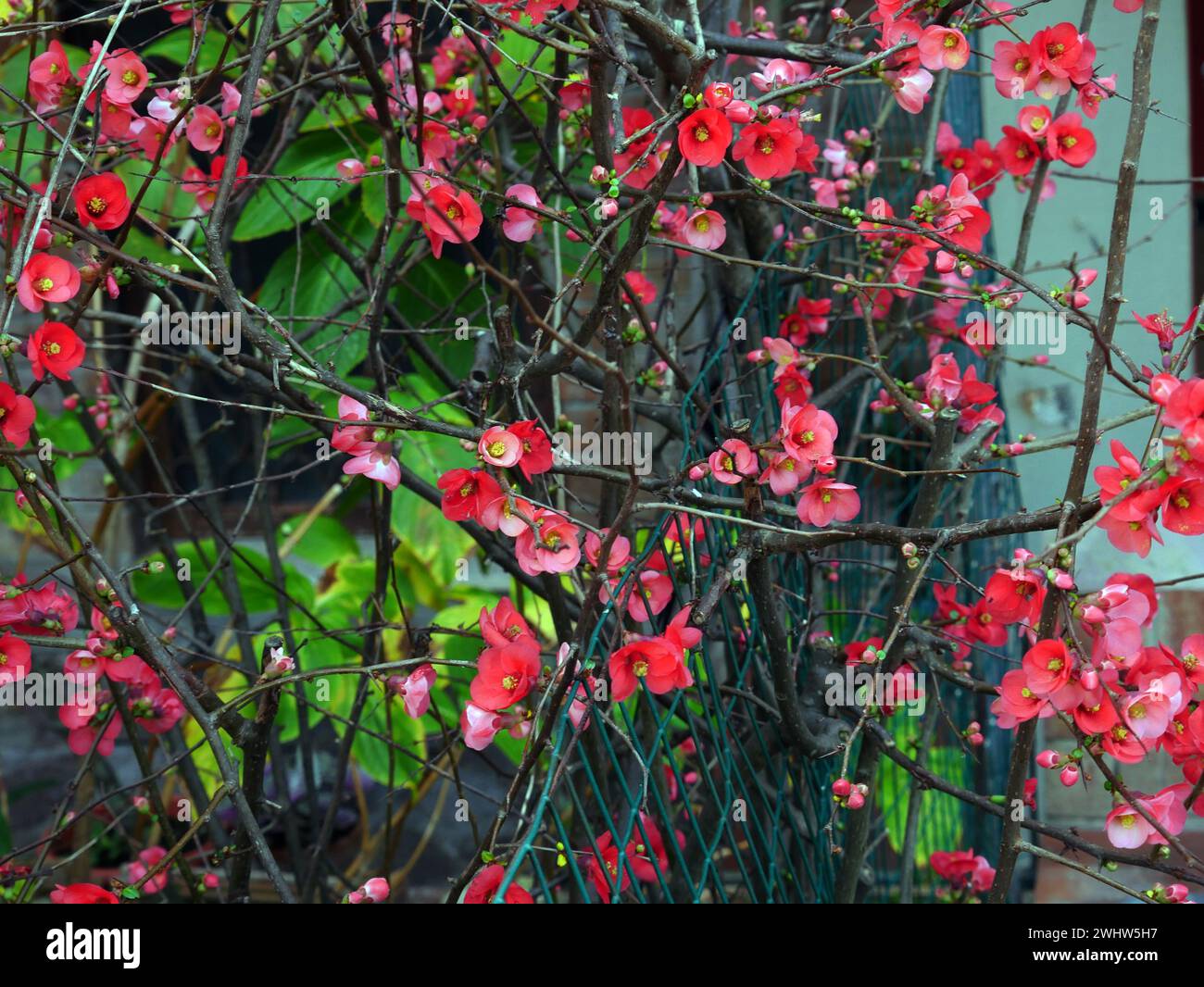 Cidonia japonica flowering Stock Photo - Alamy