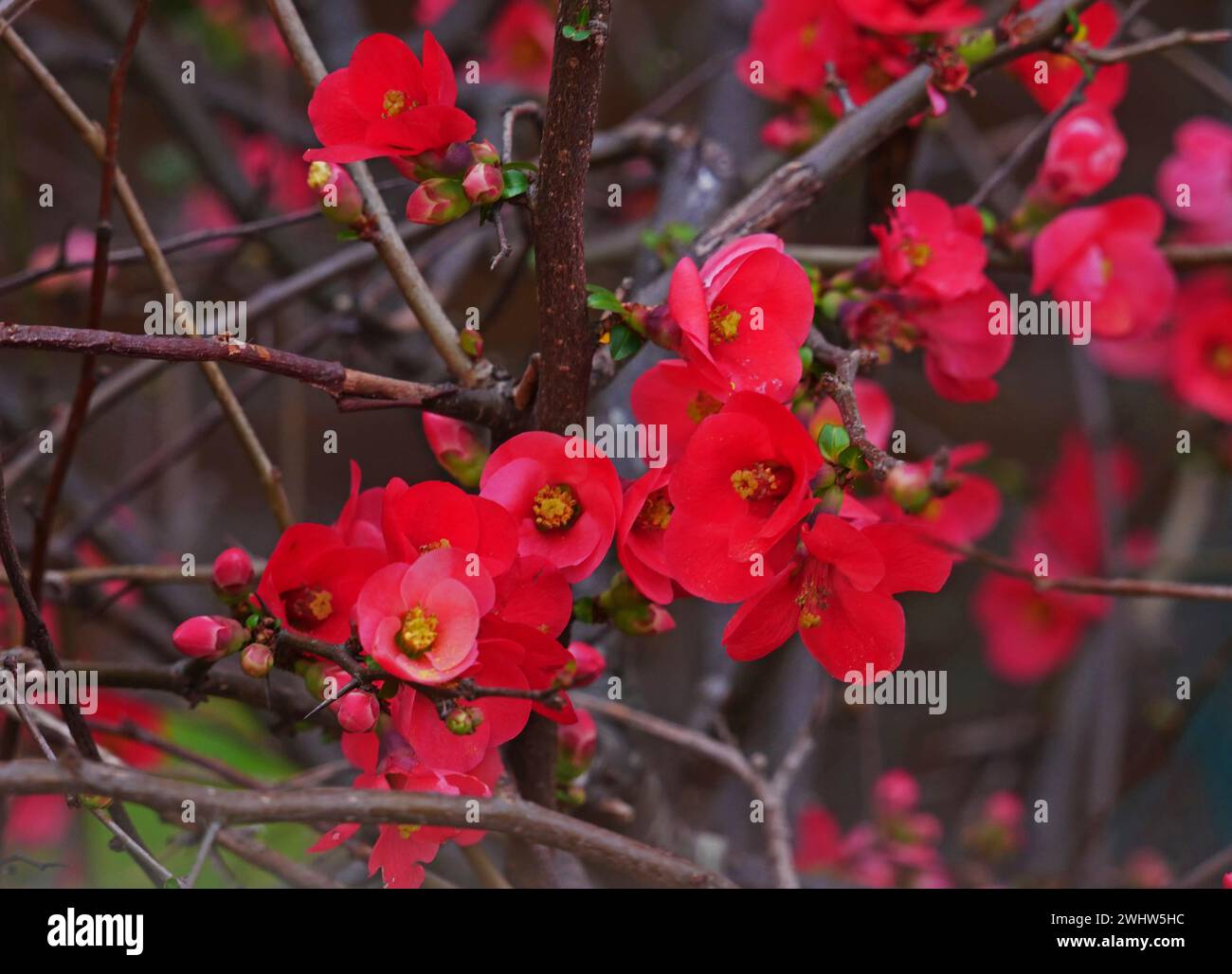 Cidonia hi-res stock photography and images - Alamy