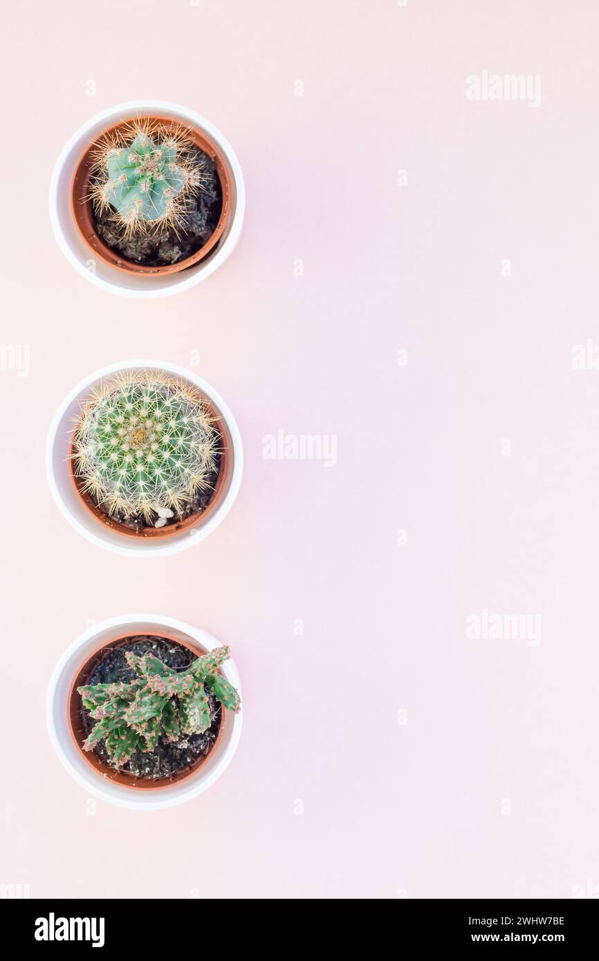 Top view of small pots with decorative cactuses Stock Photo - Alamy