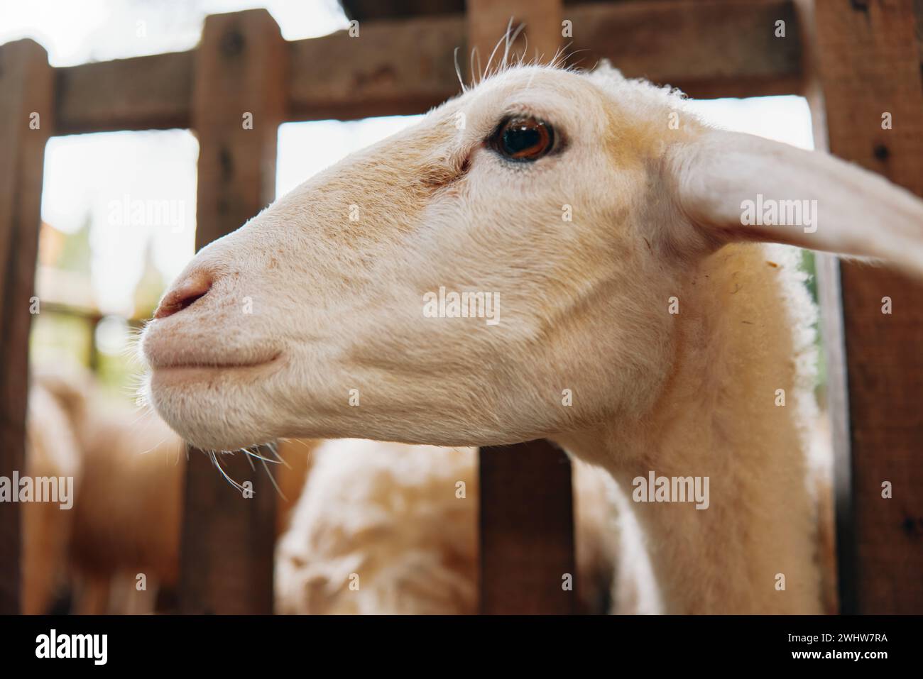 Domestic goat looking over fence hi-res stock photography and images ...