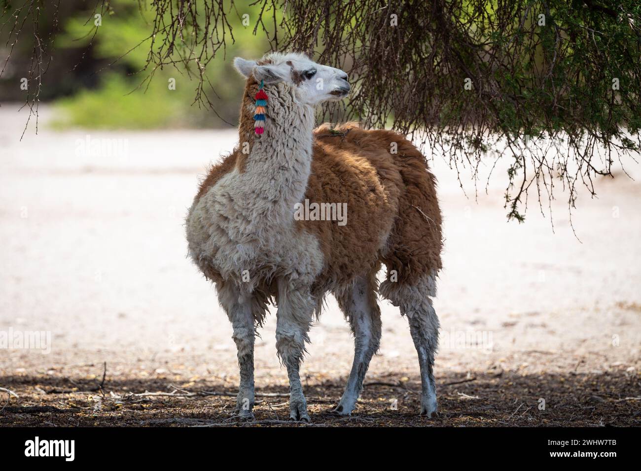 Camel under tree hi-res stock photography and images - Alamy