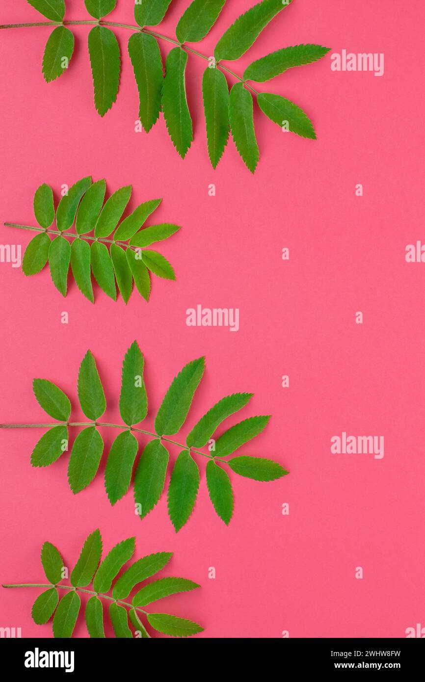 Green rowan tree leaves on bright pink background Stock Photo - Alamy