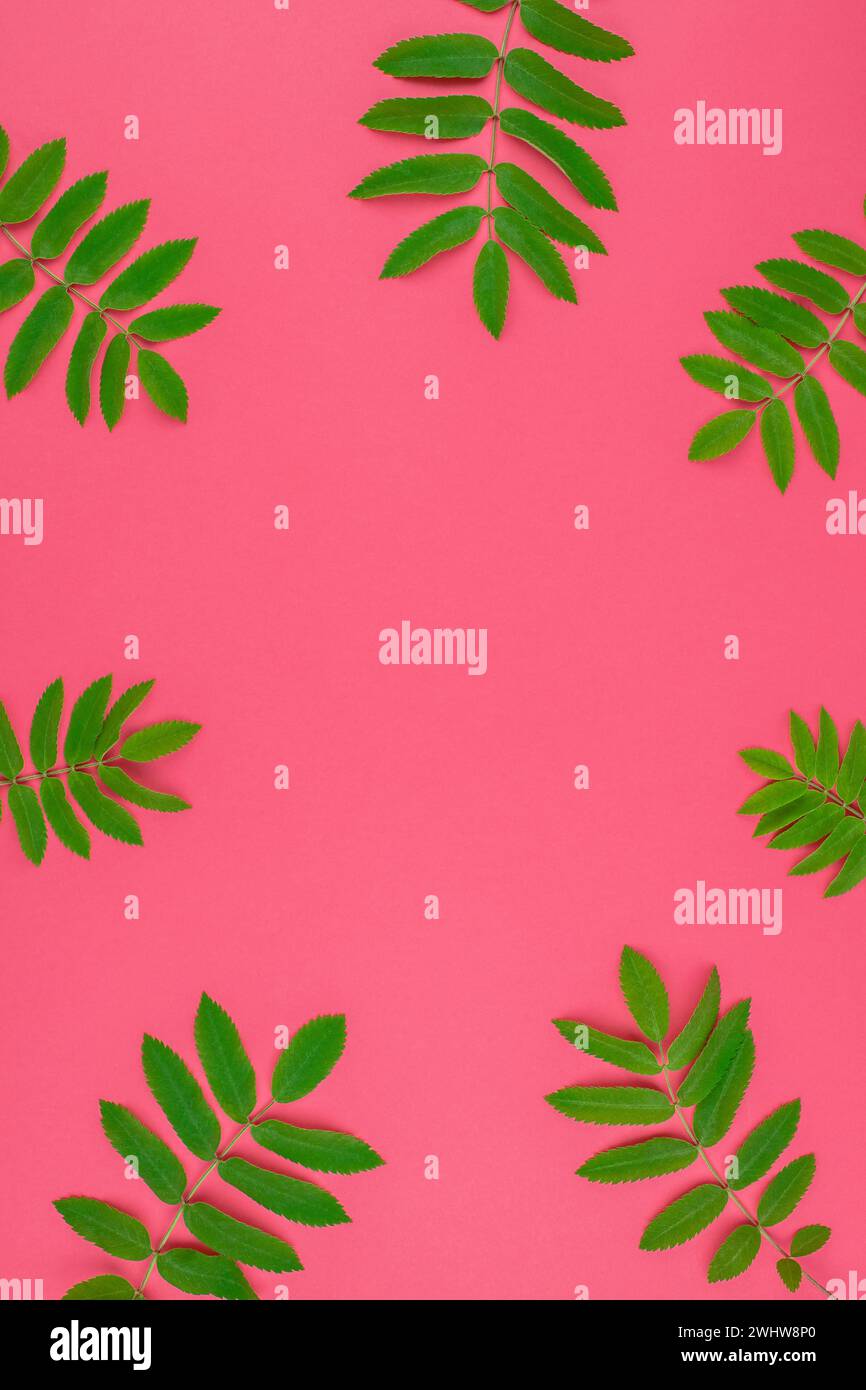 Green rowan tree leaves on bright pink background Stock Photo - Alamy