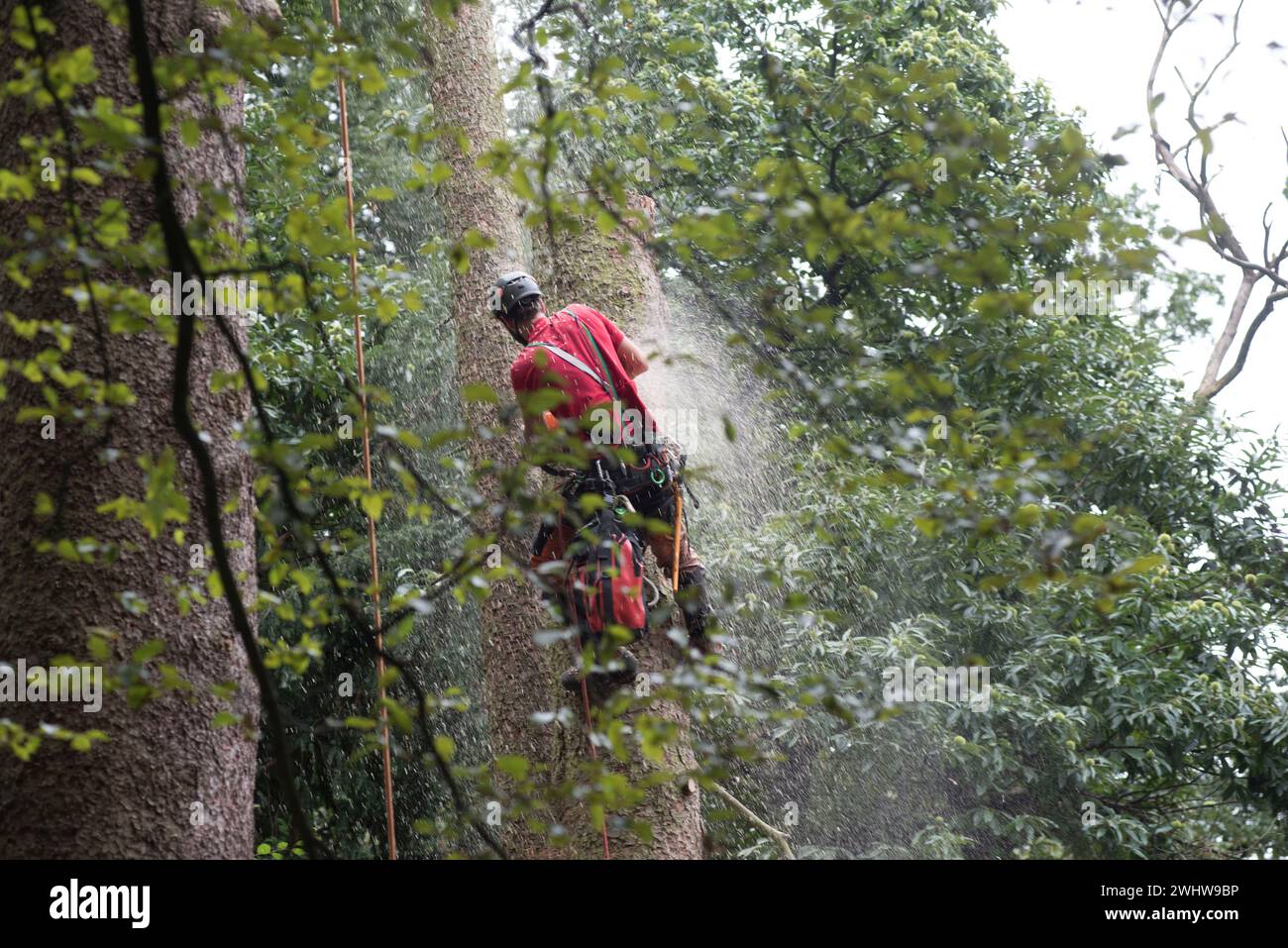 Chainsaw for tree cut or tree pruning Stock Photo - Alamy