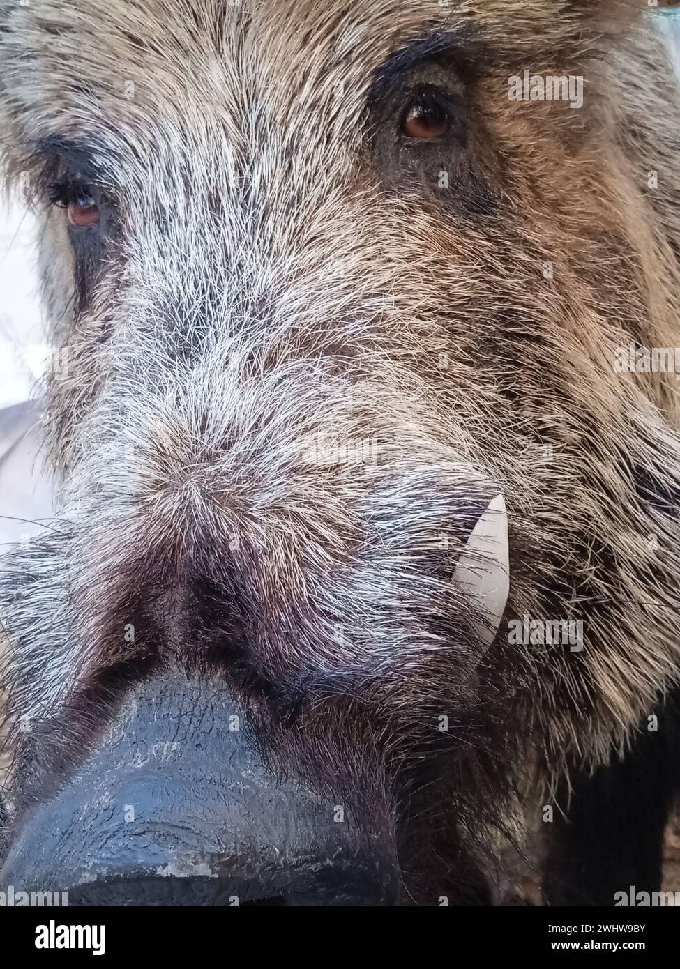 Wild boar in the field Stock Photo - Alamy