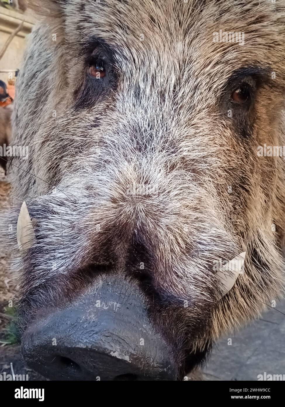 Boar breeding hi-res stock photography and images - Alamy