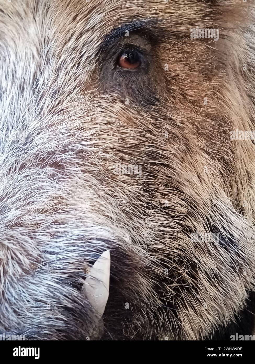 Wild boar in the field Stock Photo - Alamy