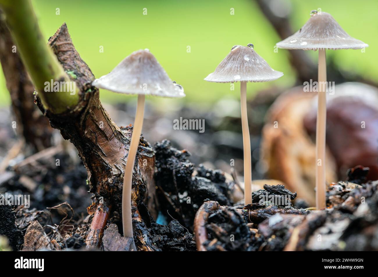 Pink leaved helminth in the wet bed hi-res stock photography and images ...