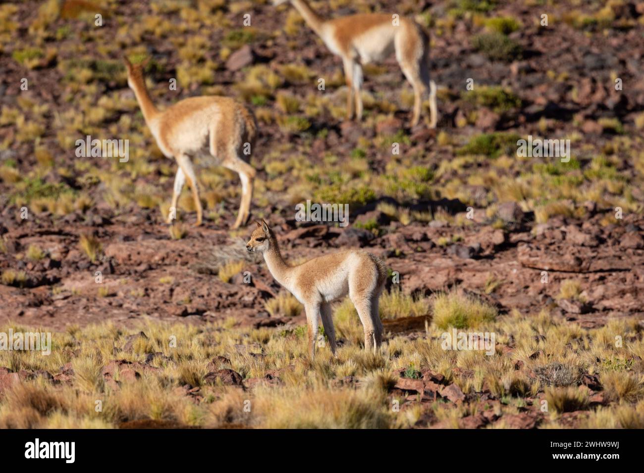 Three vicunas wander through the yellow-green grasslands of the Atacama ...
