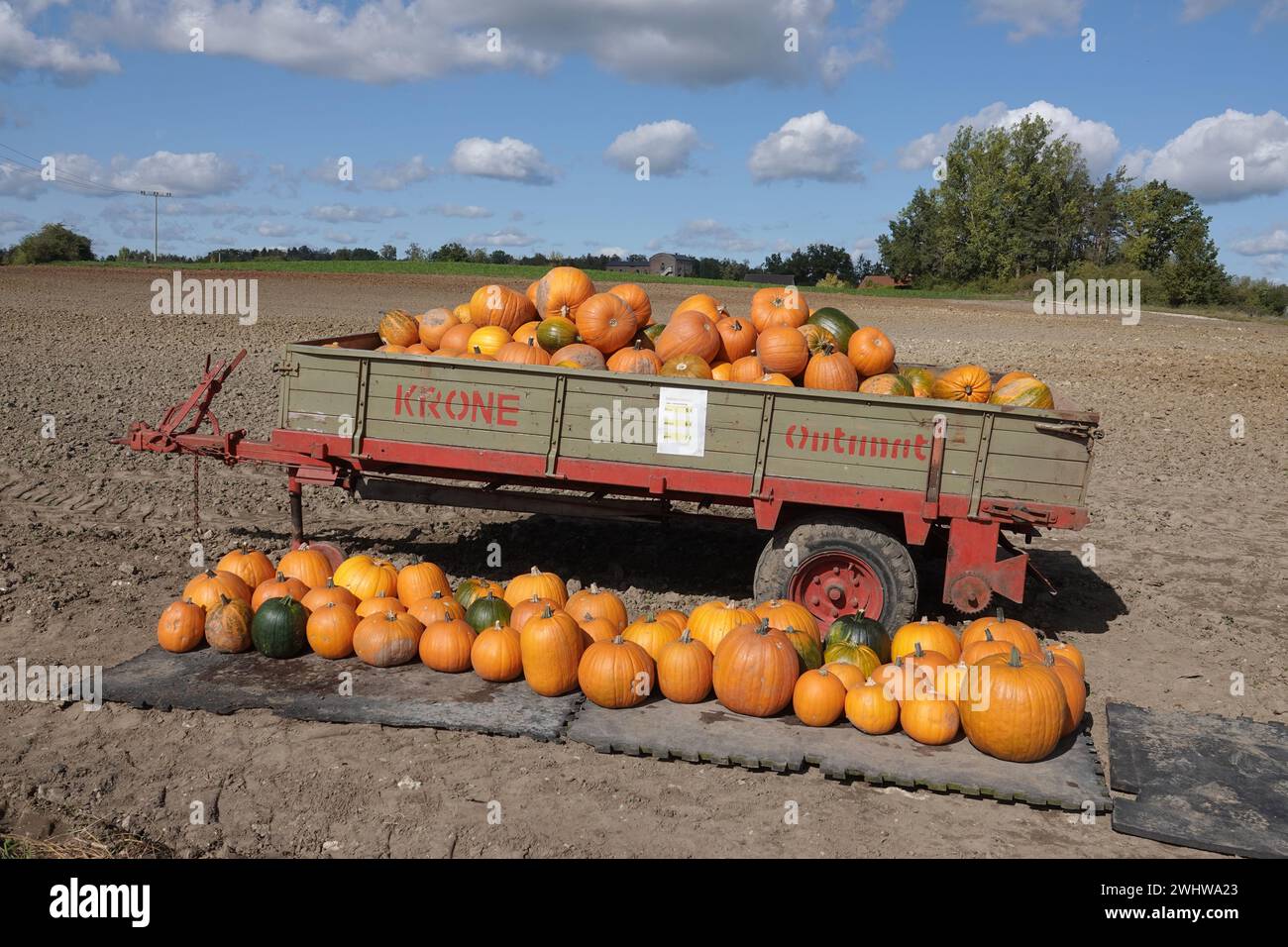 Cucurbita pepo, pumpkin Stock Photo - Alamy