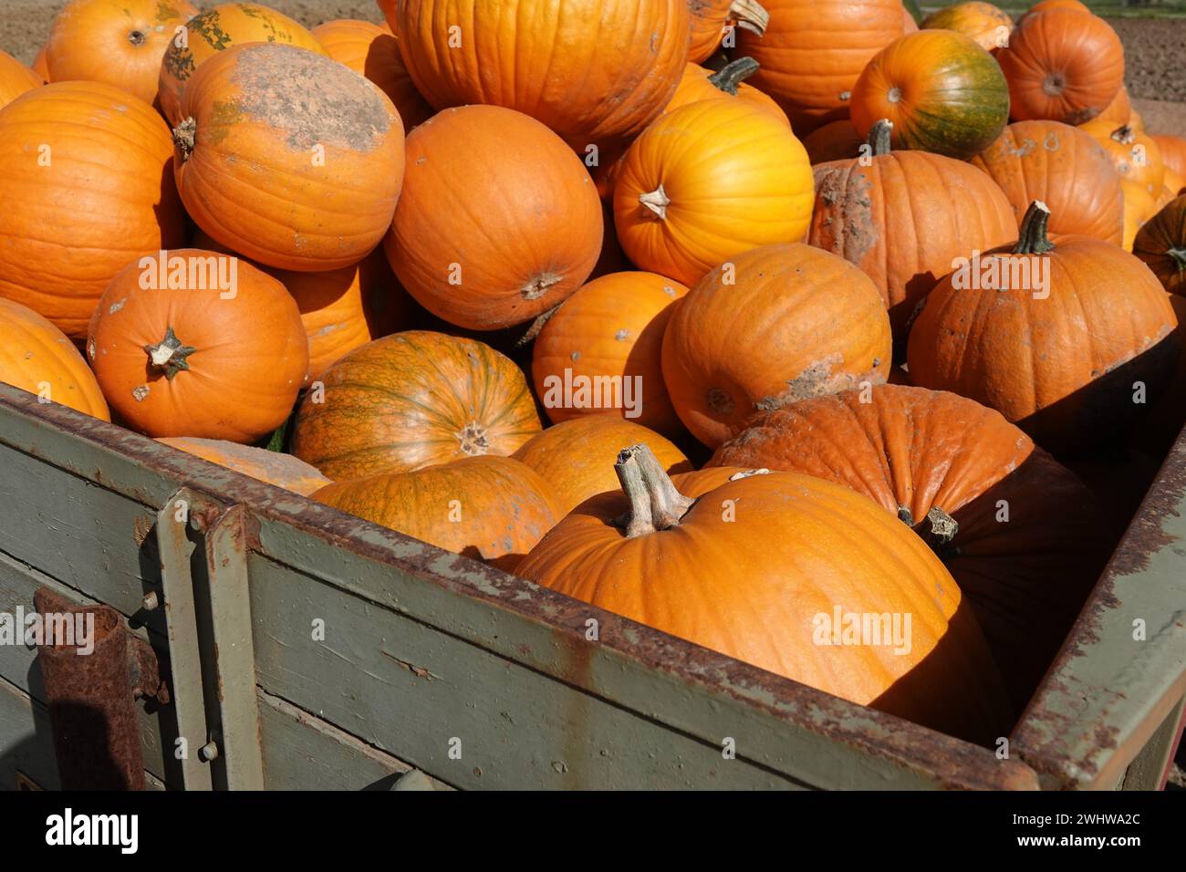 Cucurbita pepo, pumpkin Stock Photo - Alamy