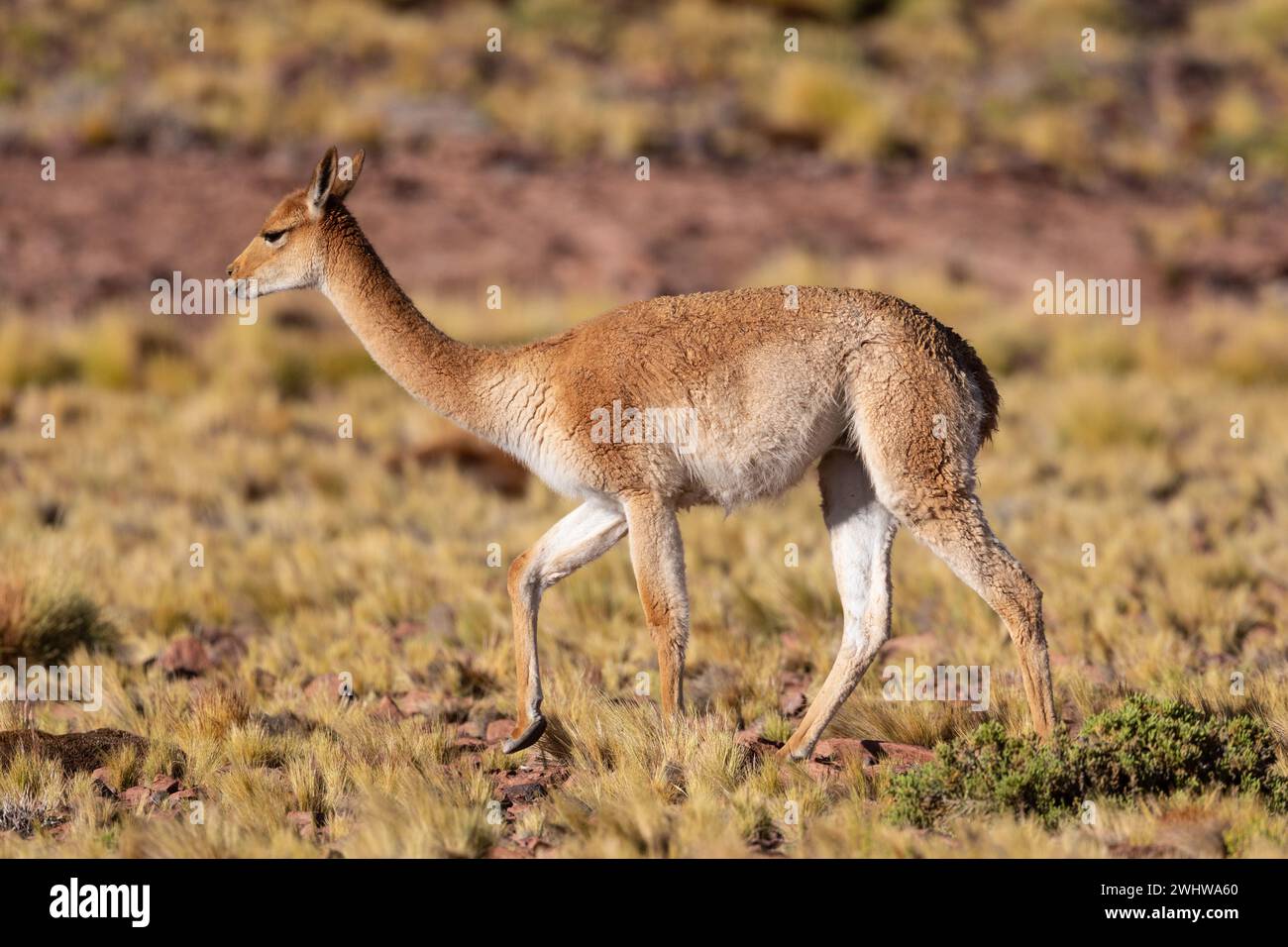 A vicuna roams through the yellow-green grasslands of the Atacama ...