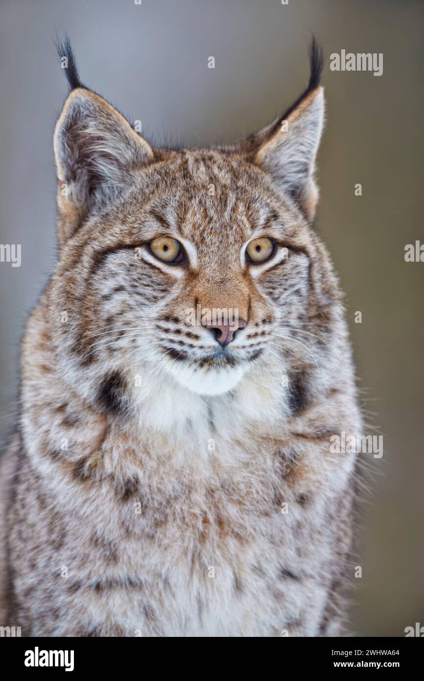 Lynx ears hi-res stock photography and images - Alamy