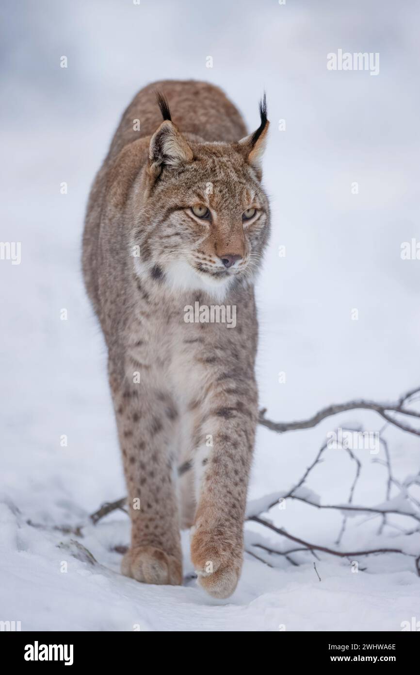 Eurasian Lynx, Lynx lynx, winter, walking Stock Photo - Alamy