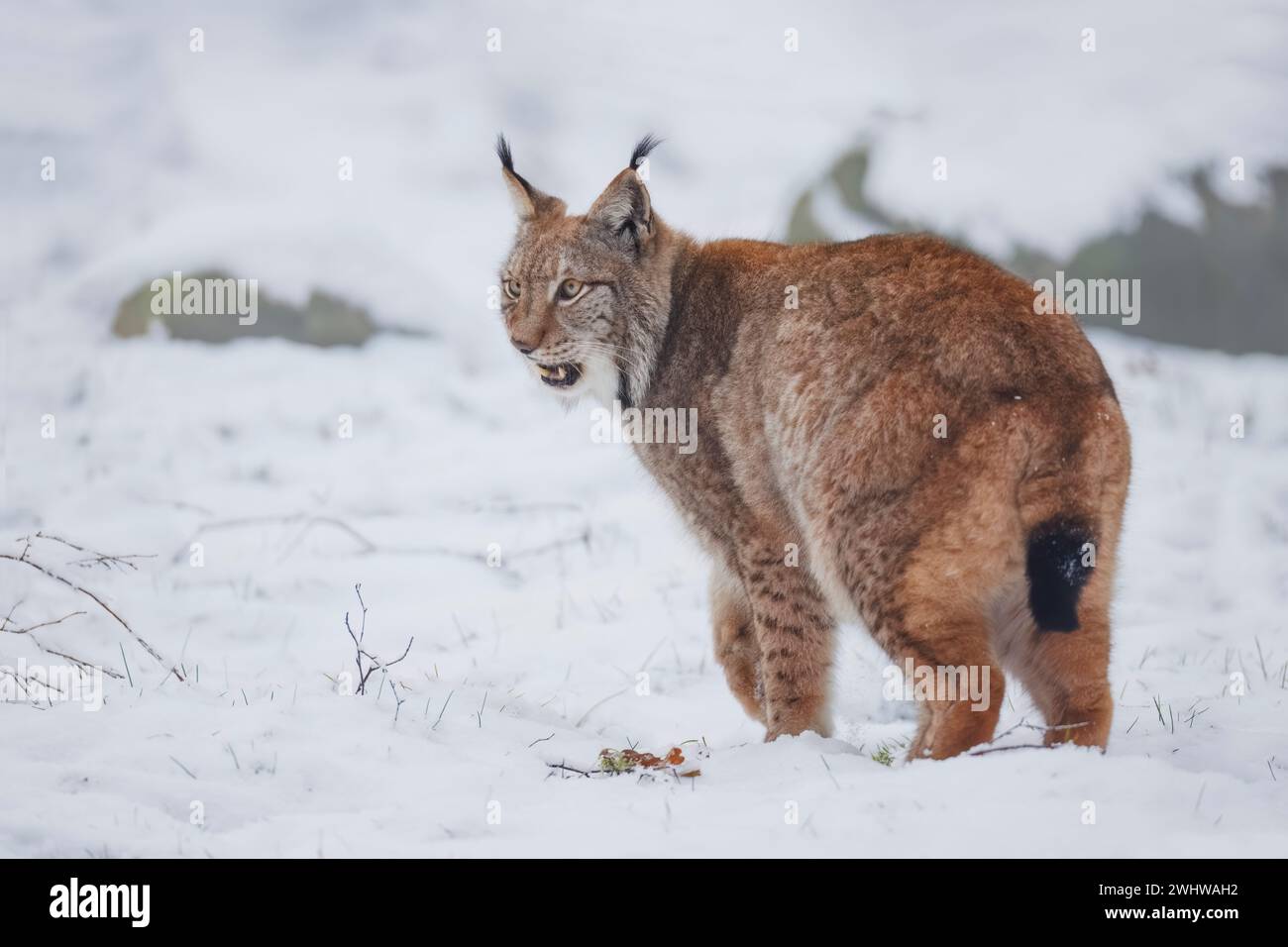 Lynx ears hi-res stock photography and images - Alamy