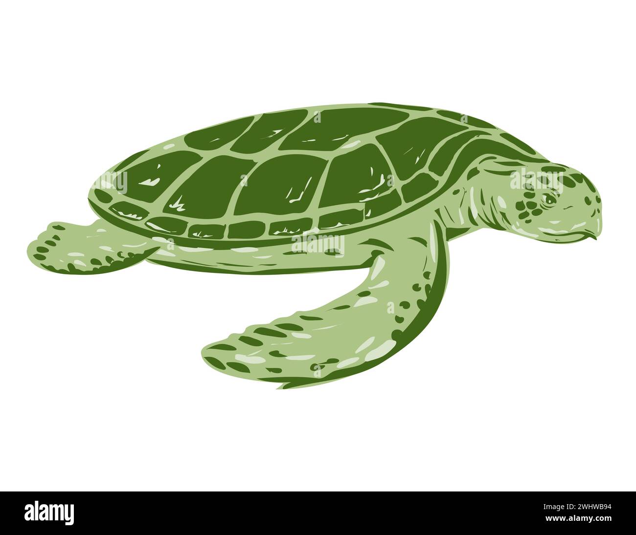 Turtle project Cut Out Stock Images & Pictures - Alamy