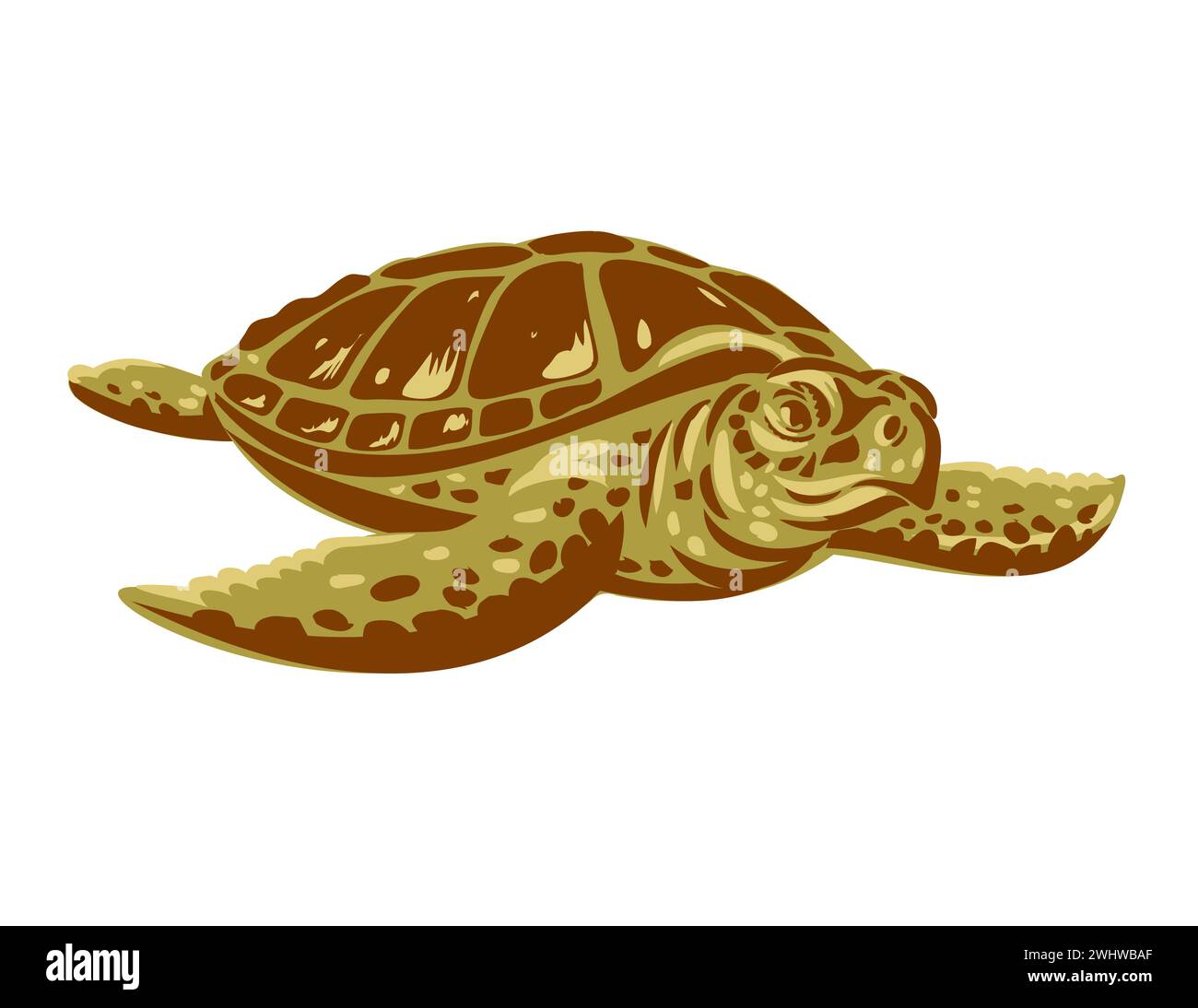 Kemp's Ridley Sea Turtle or Atlantic Ridley Sea Turtle Front View WPA ...