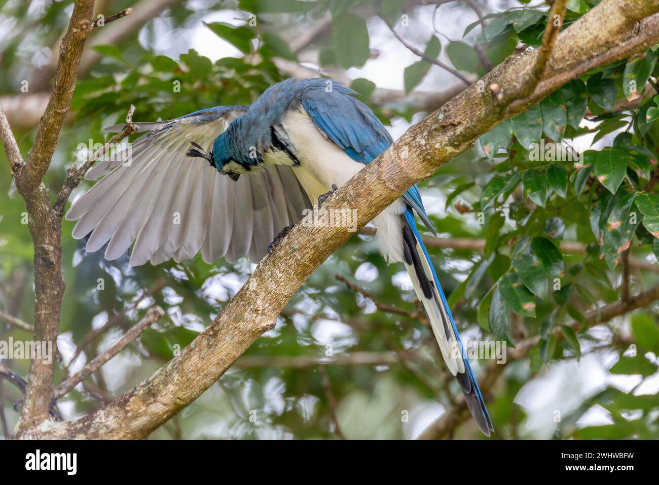 White-throated magpie-jay, Calocitta formosa, Parque Nacional Rincon de ...