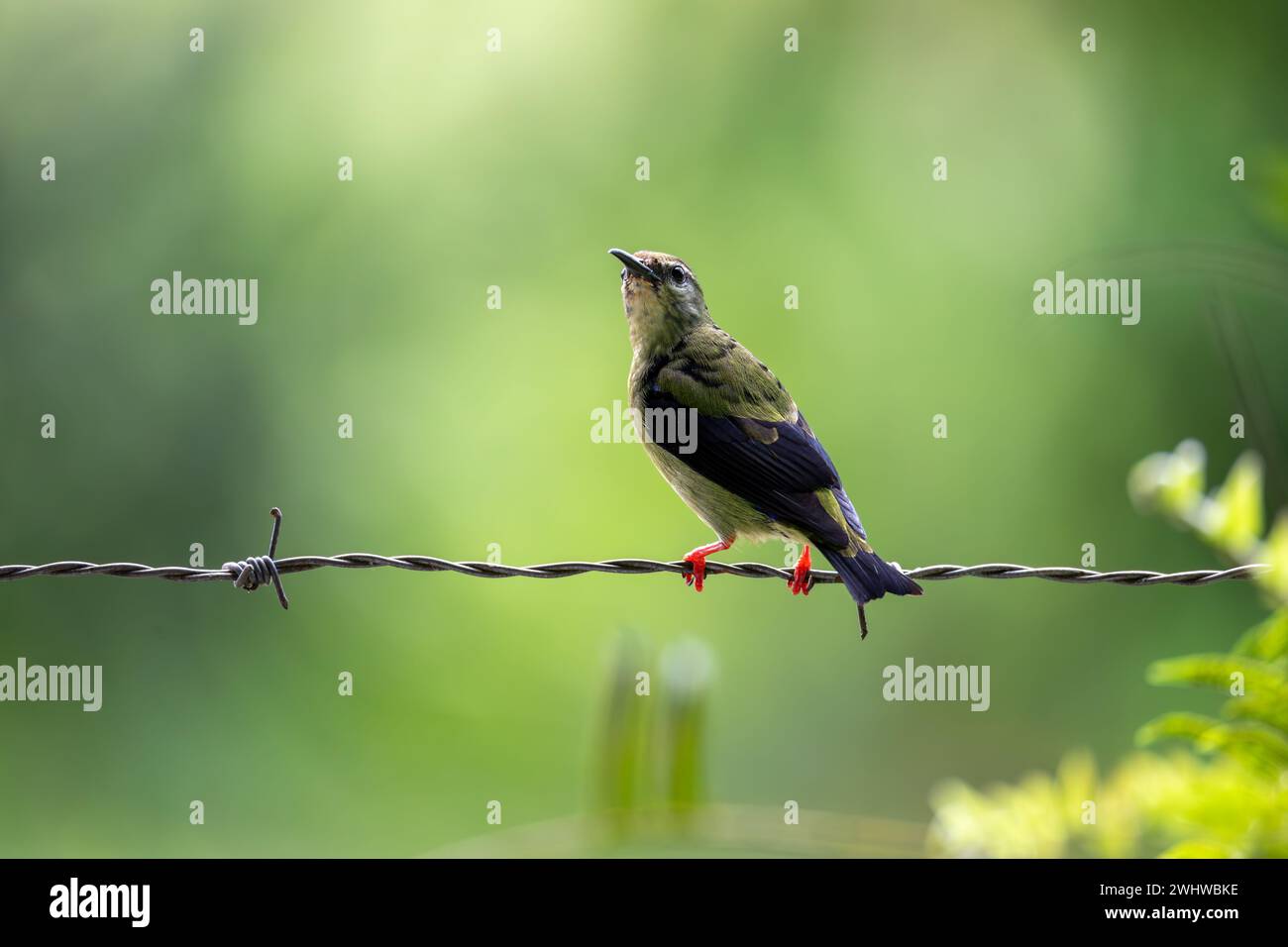 Red-legged honeycreeper female - Cyanerpes cyaneus. Refugio de Vida ...