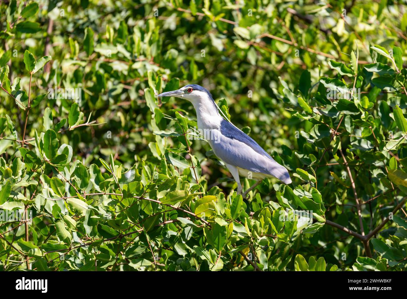 Bird, groove-billed ani, Crotophaga sulcirostris, Guanacaste Costa Rica ...