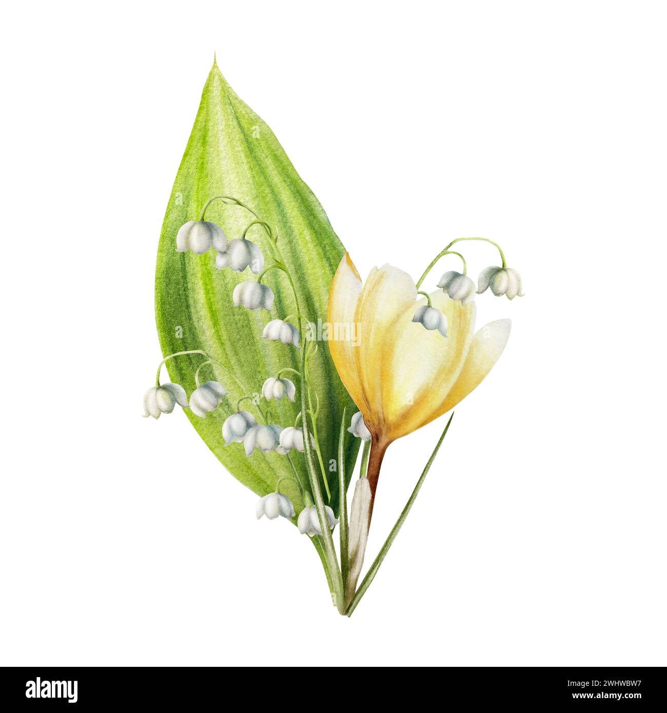 Saf flower hi-res stock photography and images - Alamy