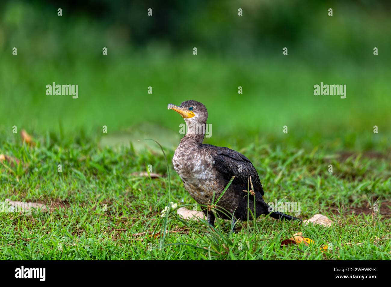 Neotropic cormorant - Phalacrocorax brasilianus. Refugio de Vida ...