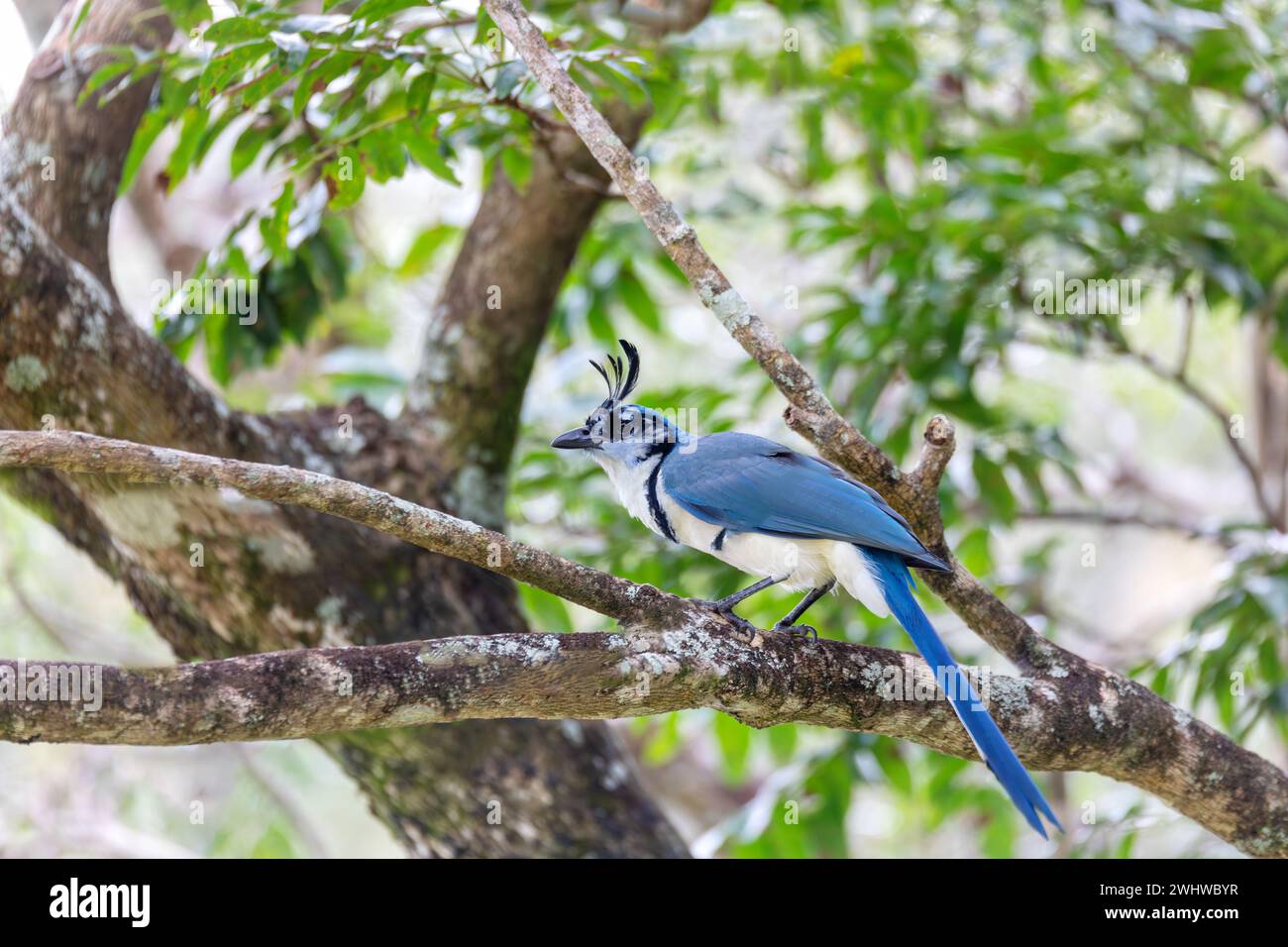 White-throated magpie-jay, Calocitta formosa, Parque Nacional Rincon de ...
